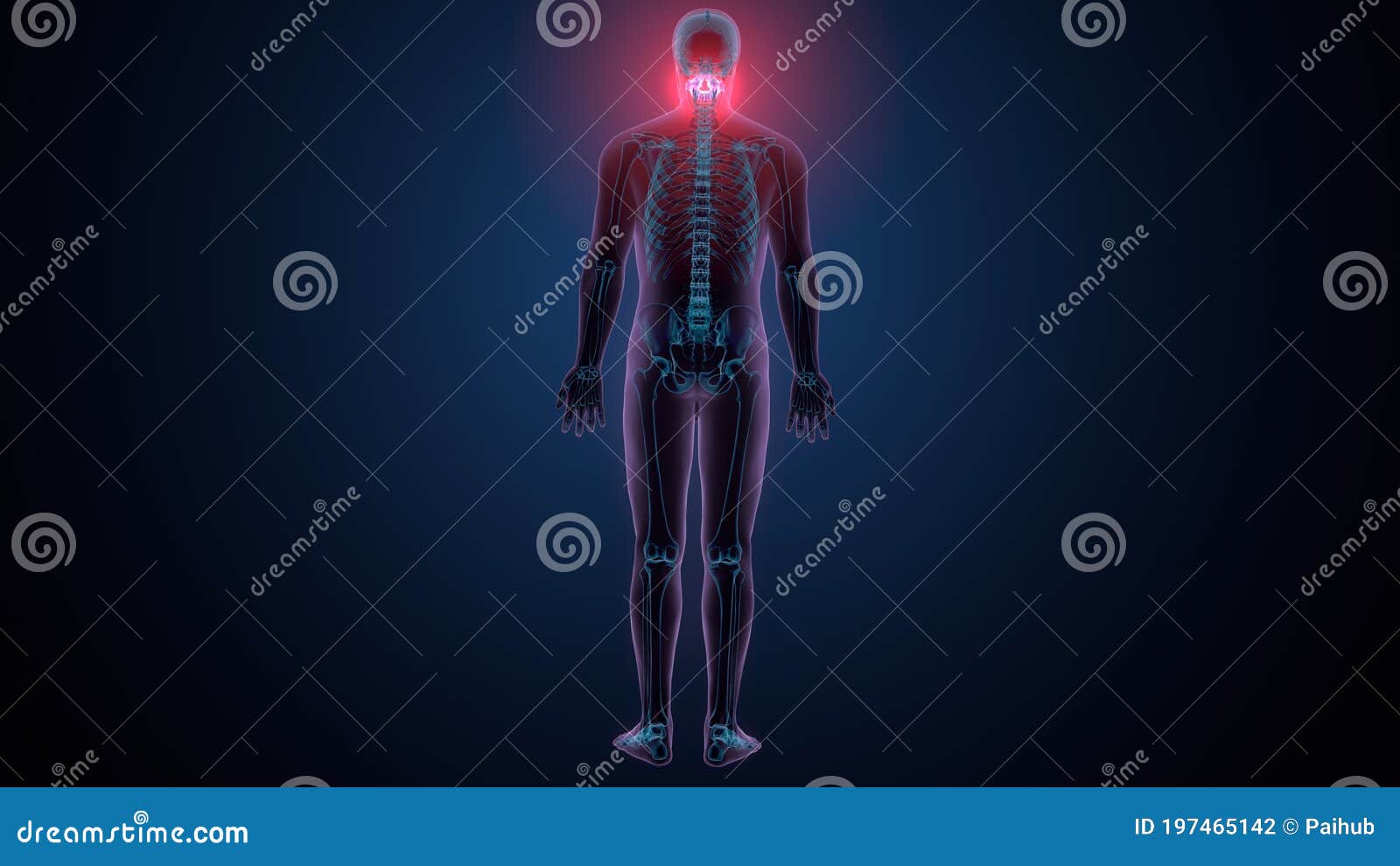3d Render of Human Skeleton Maxilla Bone Anatomy Stock Illustration ...