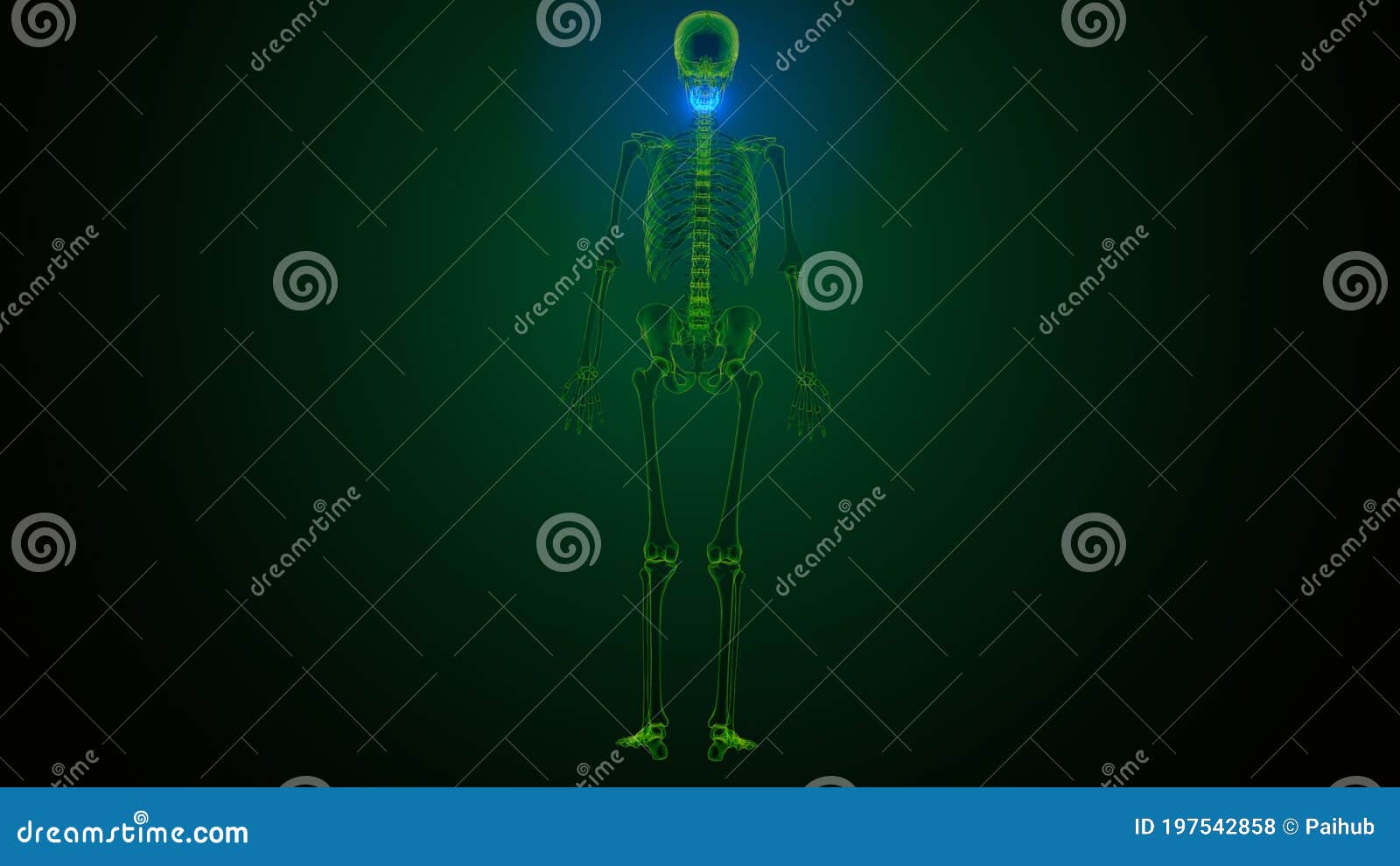 3d Render of Human Skeleton Maxilla Bone Anatomy Stock Illustration ...