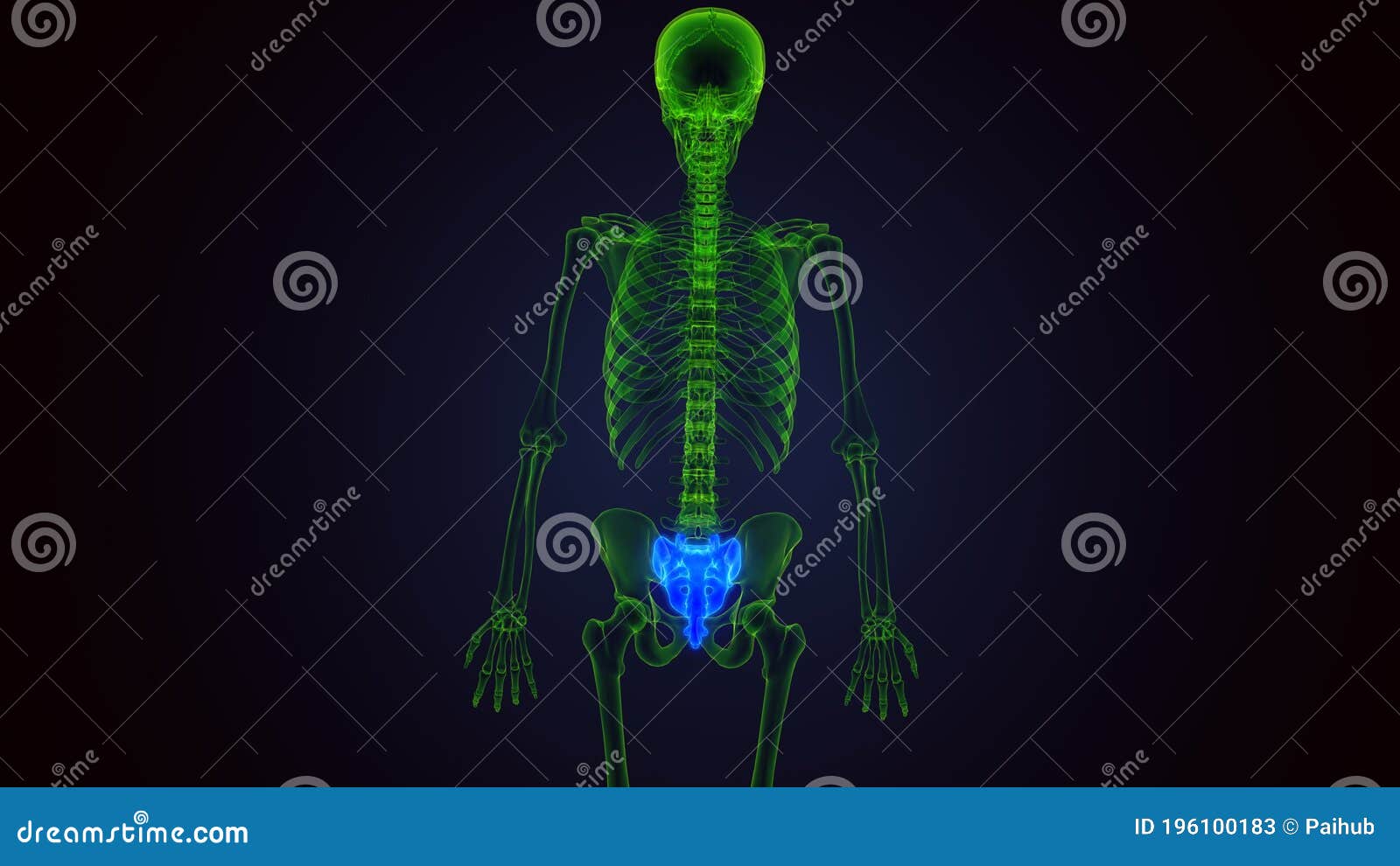 3d Render of Human Skeleton Sacrum Bone Anatomy Stock Illustration ...