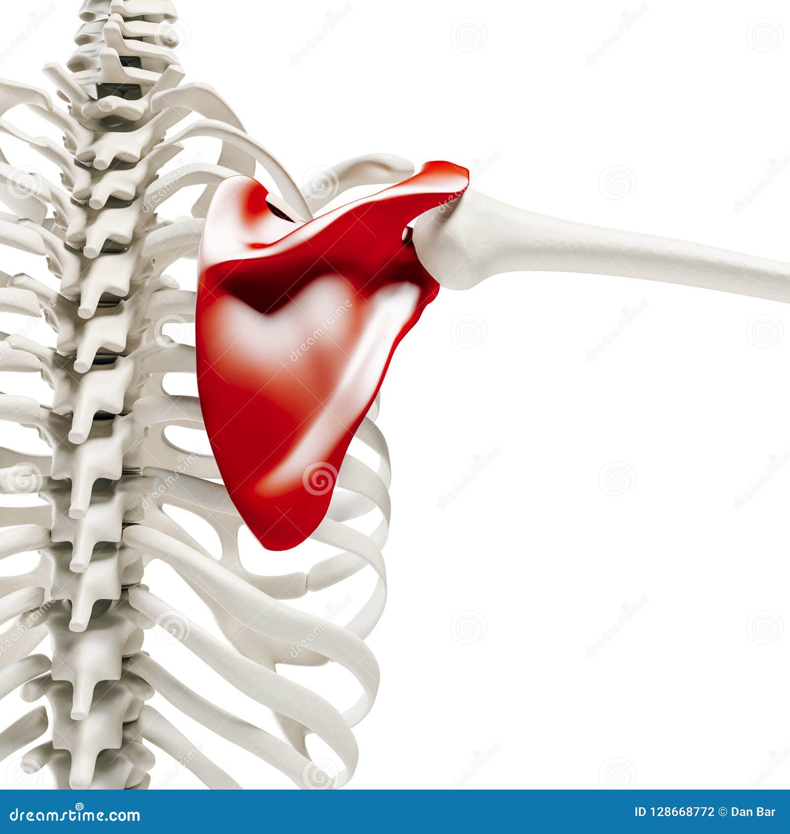 3d Render of Human Skeleton with Shoulder and Spine Stock Illustration ...