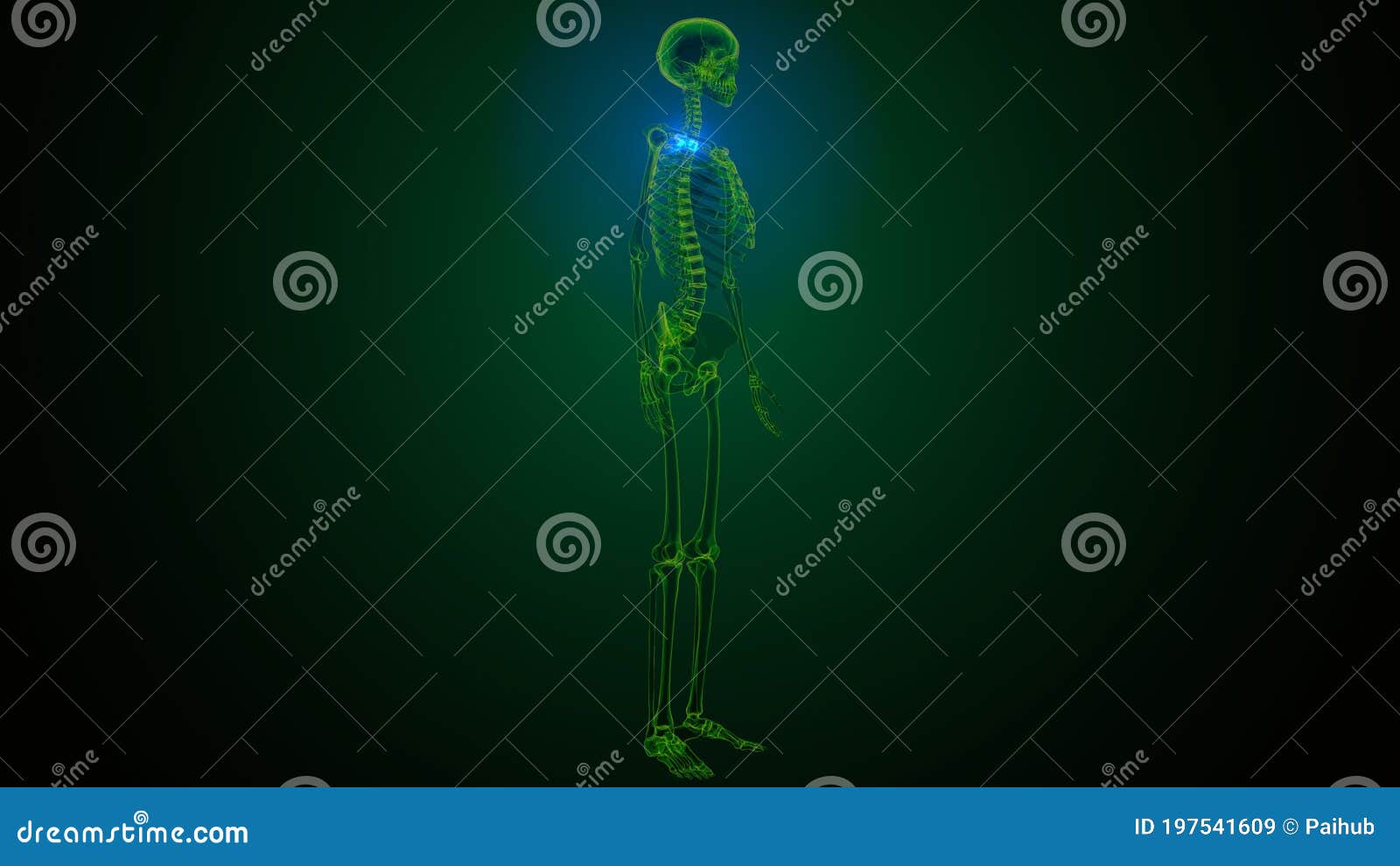 3d Render of Human Skeleton Thoracic Vertebrae Bone Anatomy Stock ...