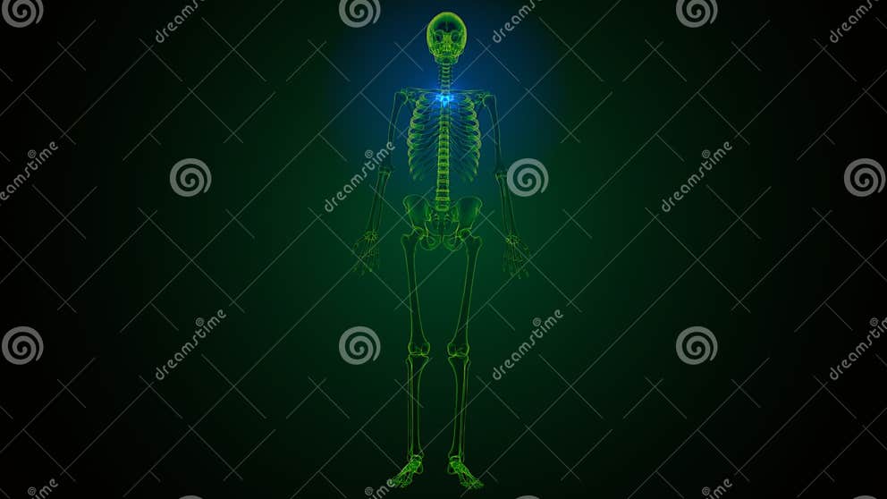 3d Render of Human Skeleton Thoracic Vertebrae Bone Anatomy Stock ...