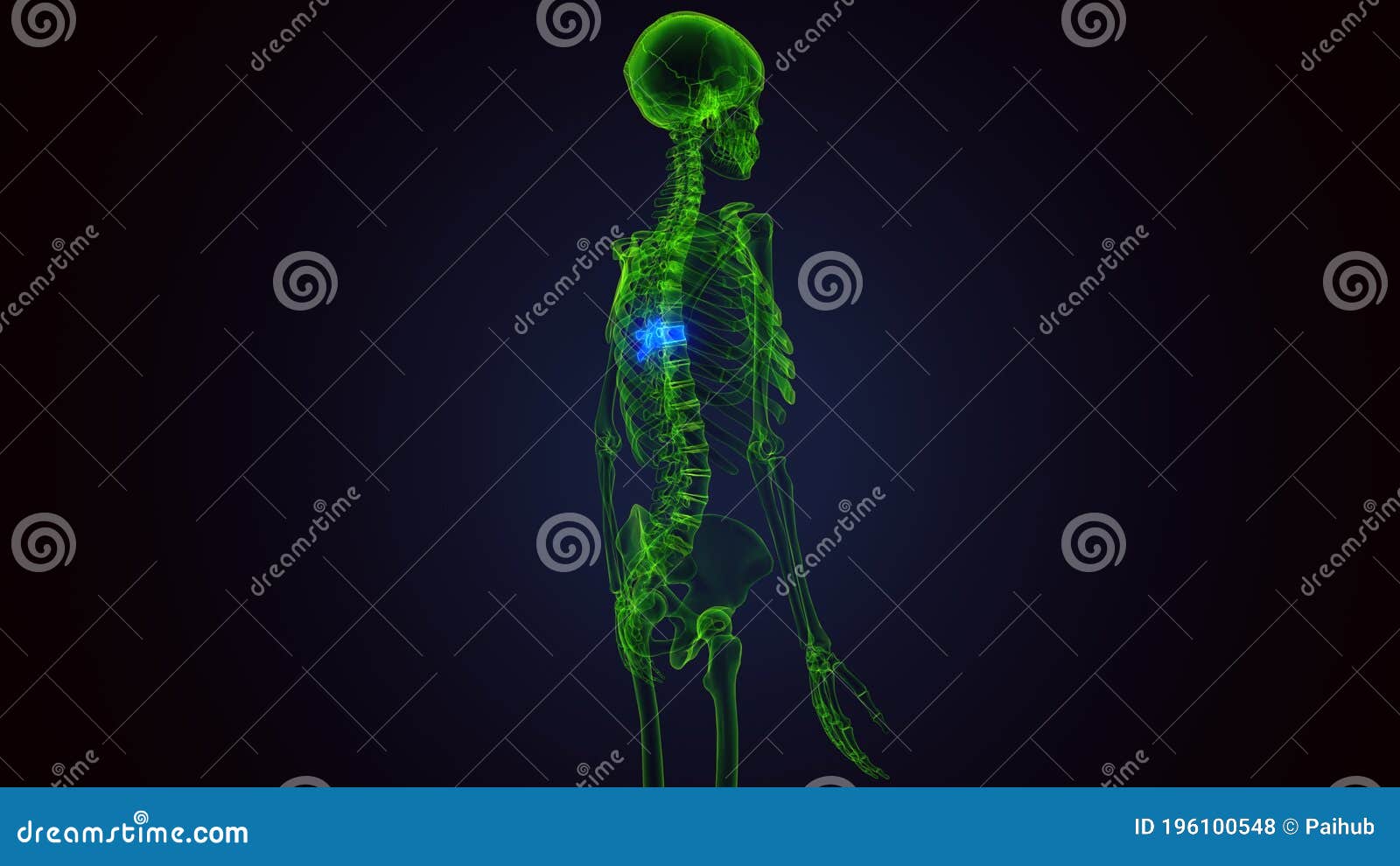 Thoracic, Middle Part Of Spine On Xray Body, Medical 3d Illustration ...