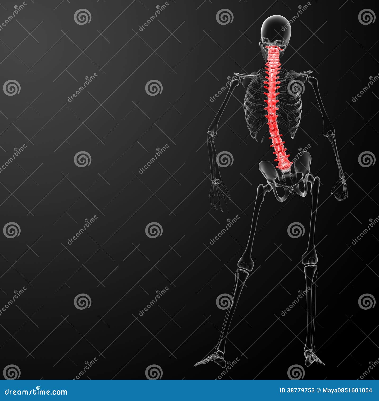 3d Render Human Spine Anatomy Stock Illustration - Illustration of ...
