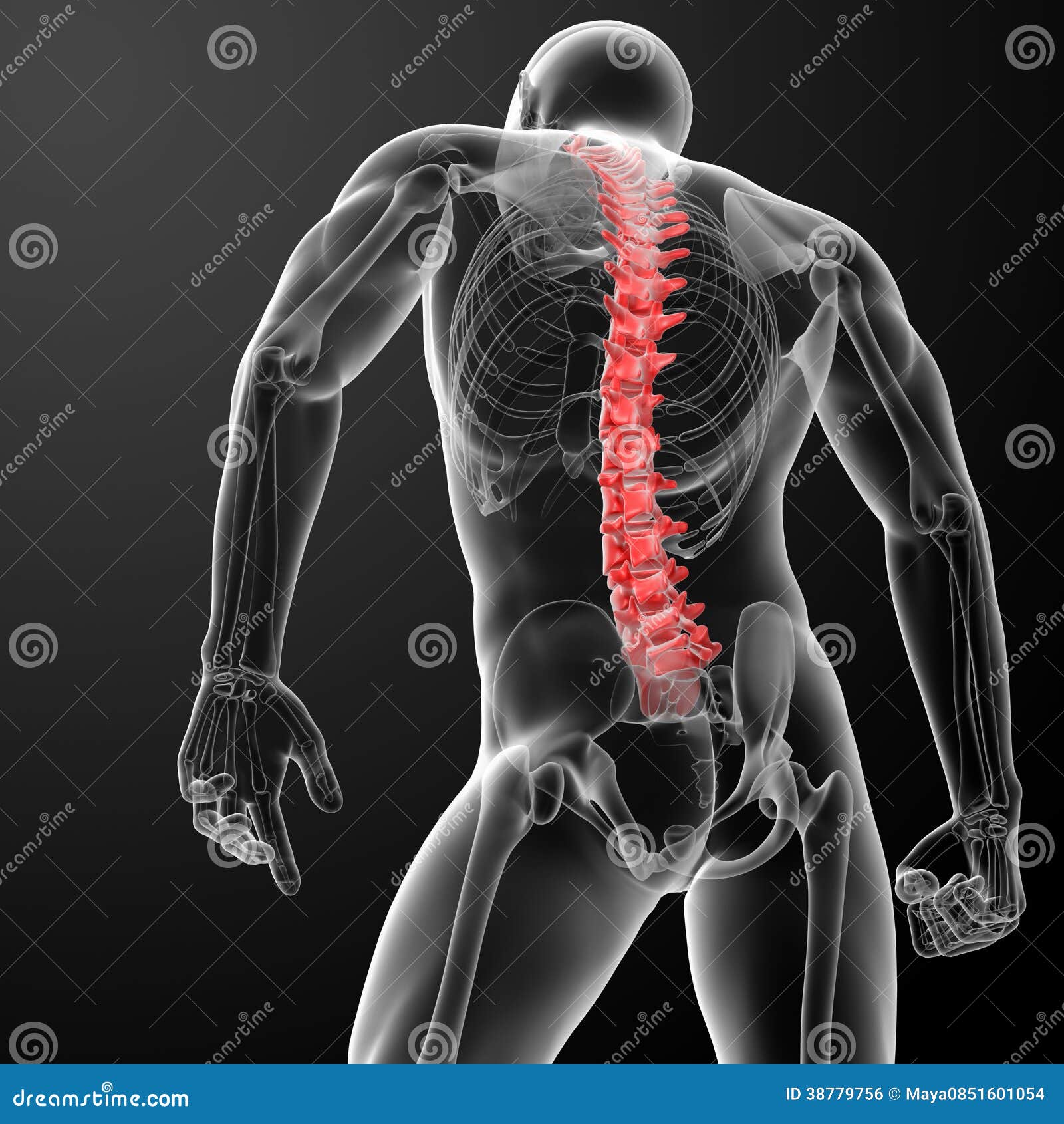 3d Render Human Spine Anatomy Stock Illustration - Illustration of ...