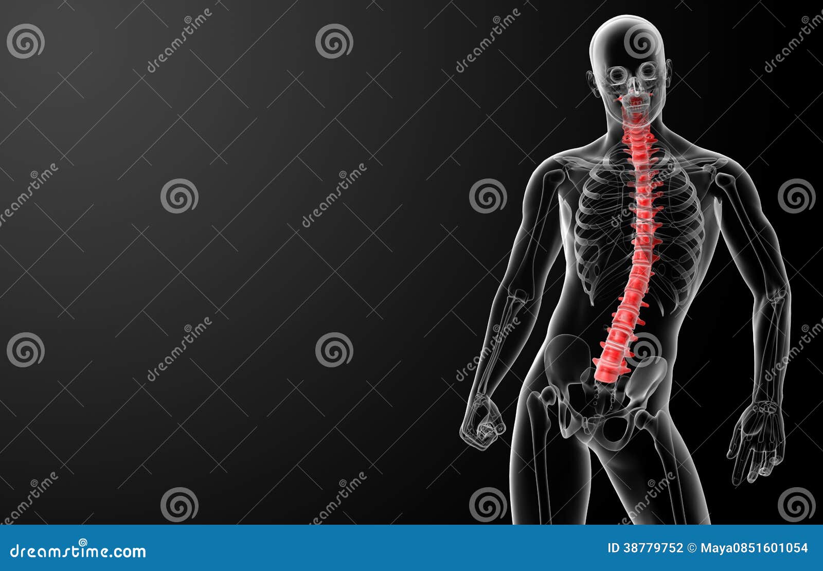 3d Render Human Spine Anatomy Stock Illustration - Illustration of blue ...