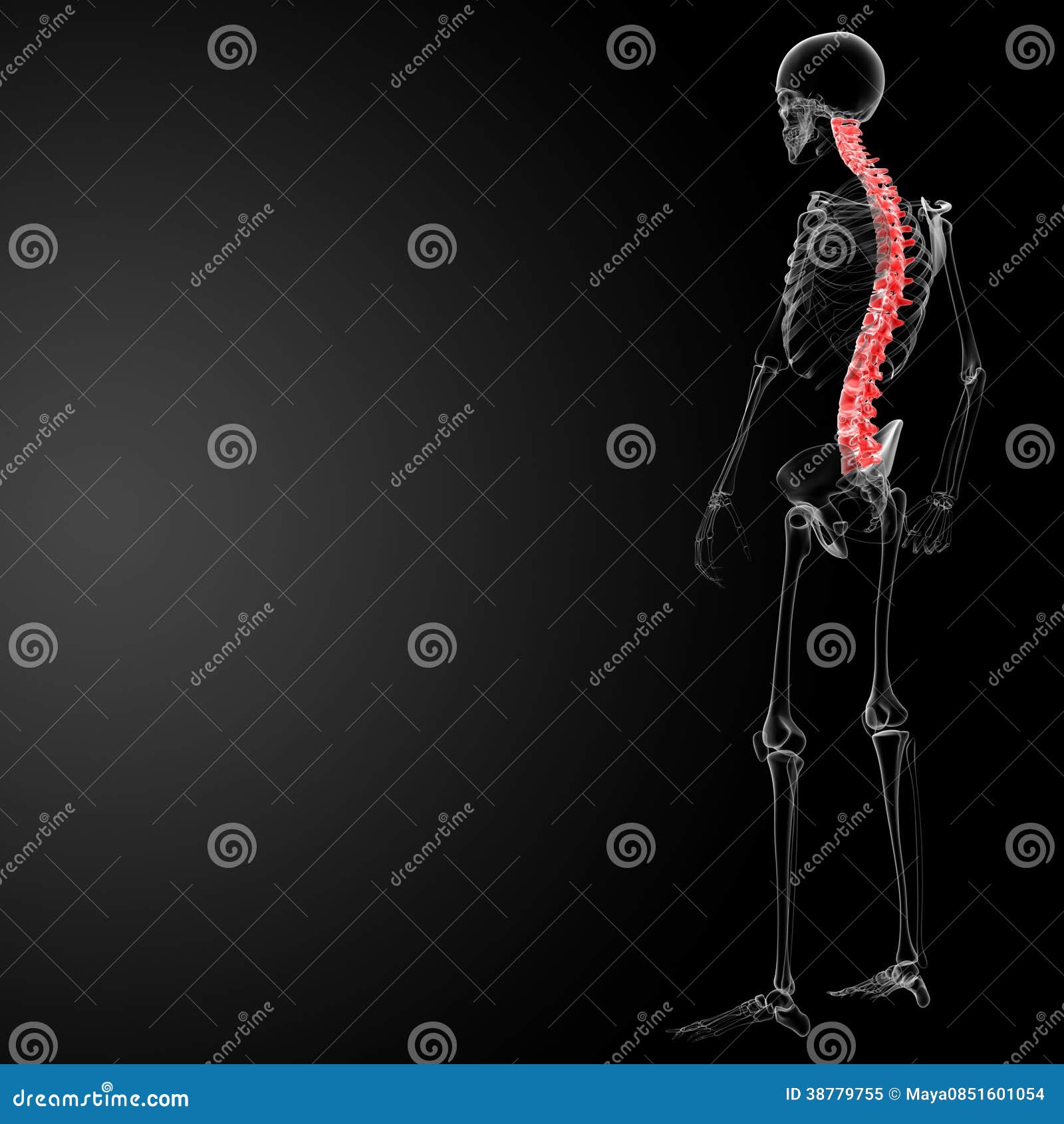 3d Render Human Spine Anatomy Stock Illustration - Illustration of ...