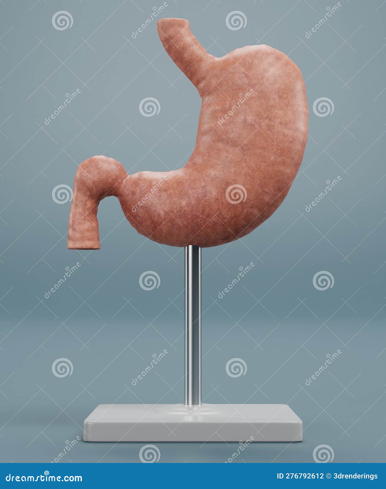 3D Render of Human Stomach Model Stock Illustration - Illustration of ...