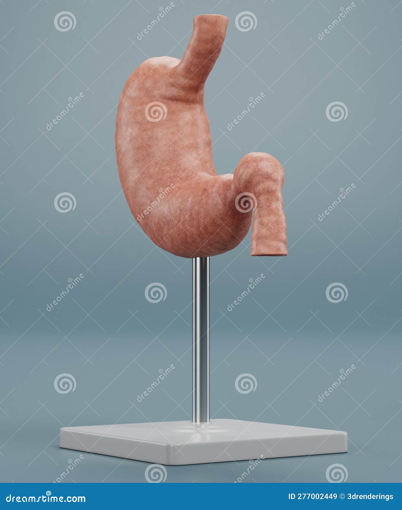 3D Render of Human Stomach Model Stock Illustration - Illustration of ...