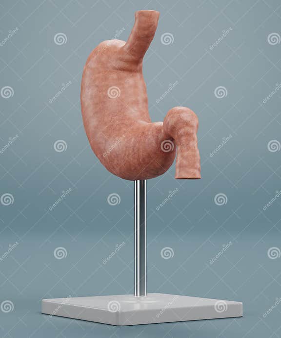 3D Render of Human Stomach Model Stock Illustration - Illustration of ...