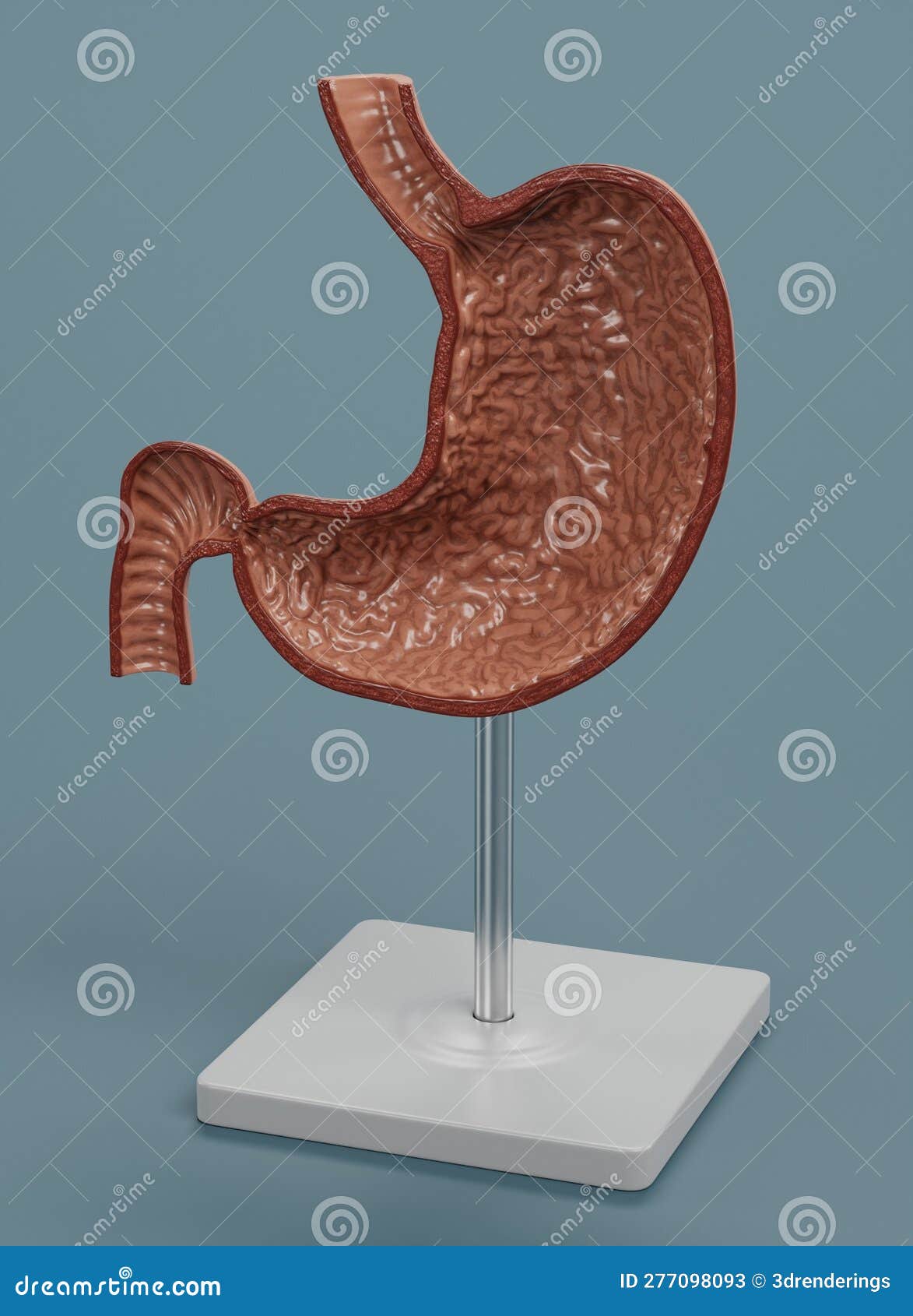 3D Render of Human Stomach Model Stock Illustration - Illustration of ...
