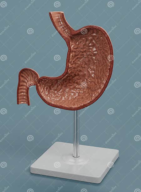 3D Render of Human Stomach Model Stock Illustration - Illustration of ...
