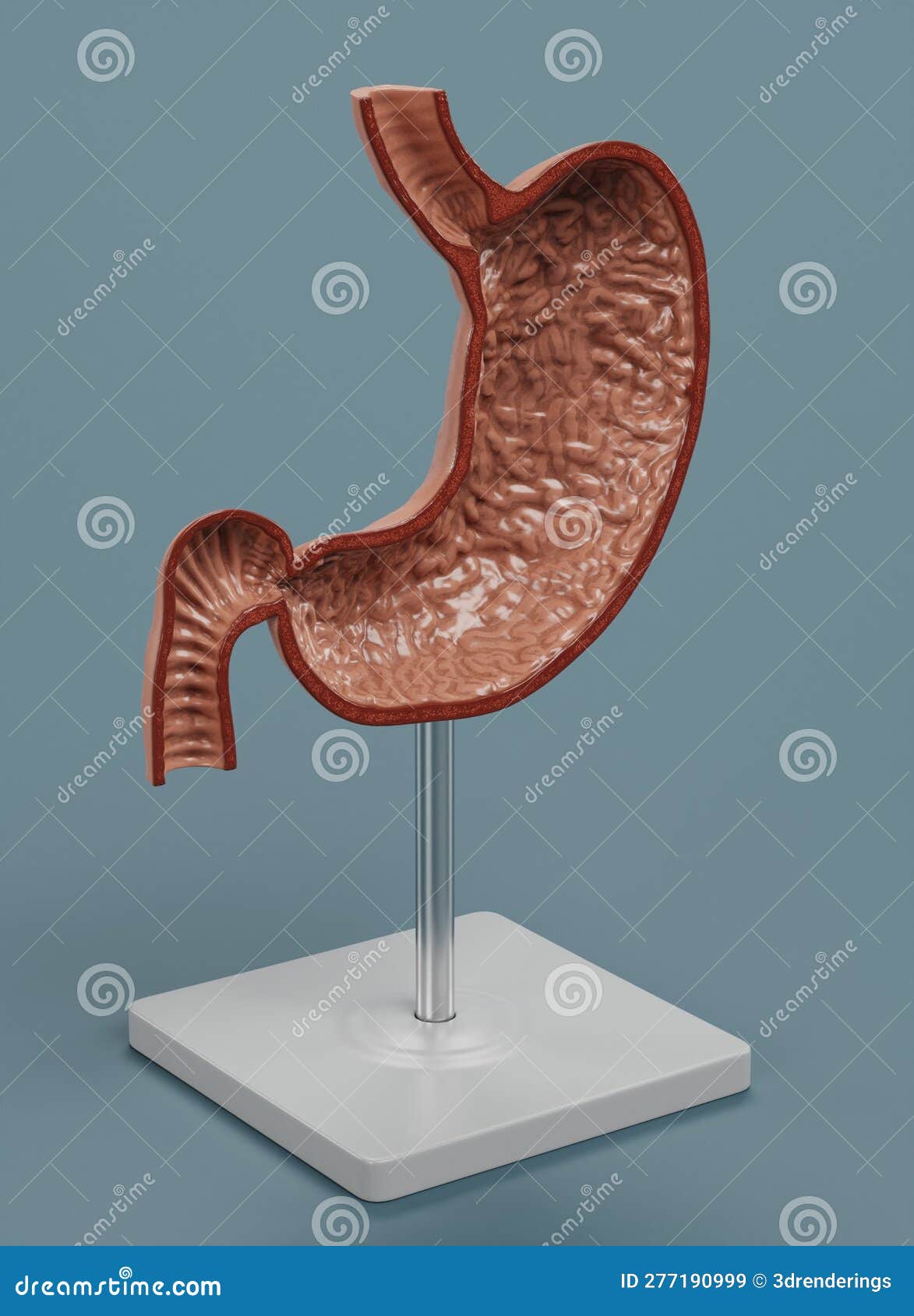 3D Render of Human Stomach Model Stock Illustration - Illustration of ...