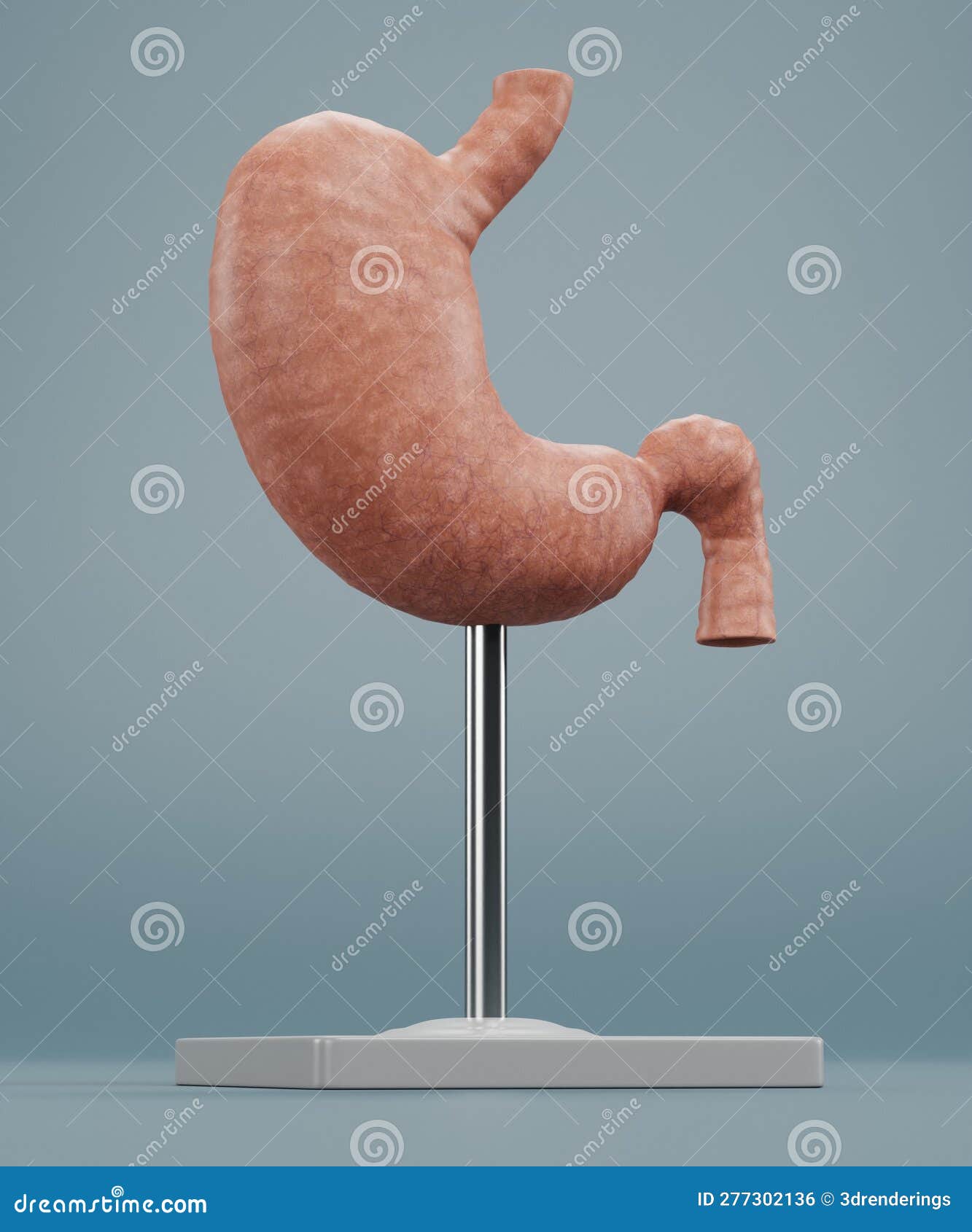3D Render of Human Stomach Model Stock Illustration - Illustration of ...