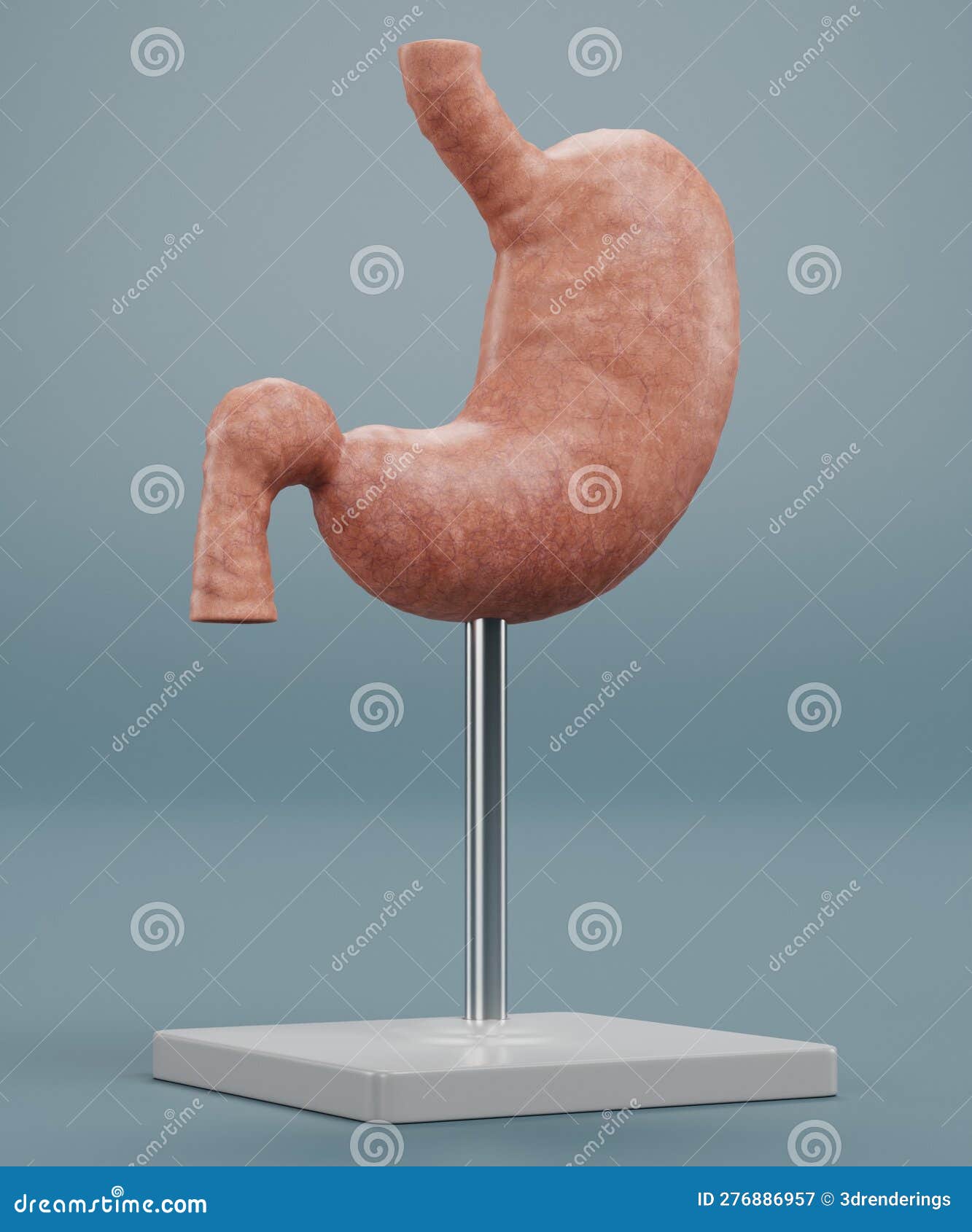3D Render of Human Stomach Model Stock Illustration - Illustration of ...
