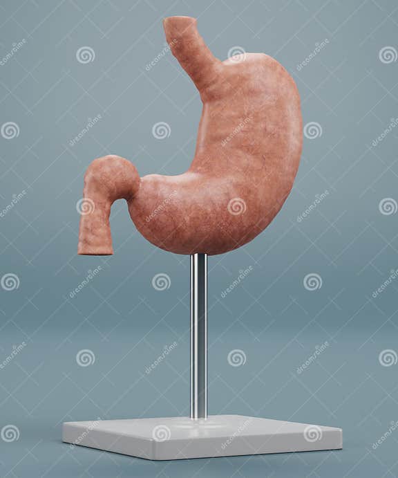 3D Render of Human Stomach Model Stock Illustration - Illustration of ...