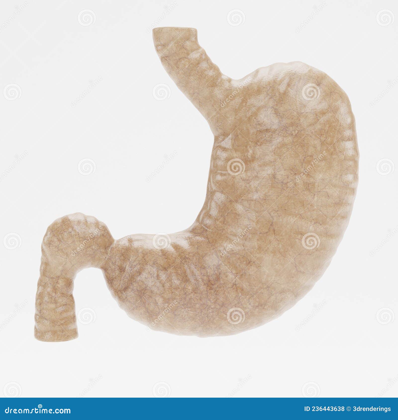 3D Render of Human Stomach stock illustration. Illustration of organ ...