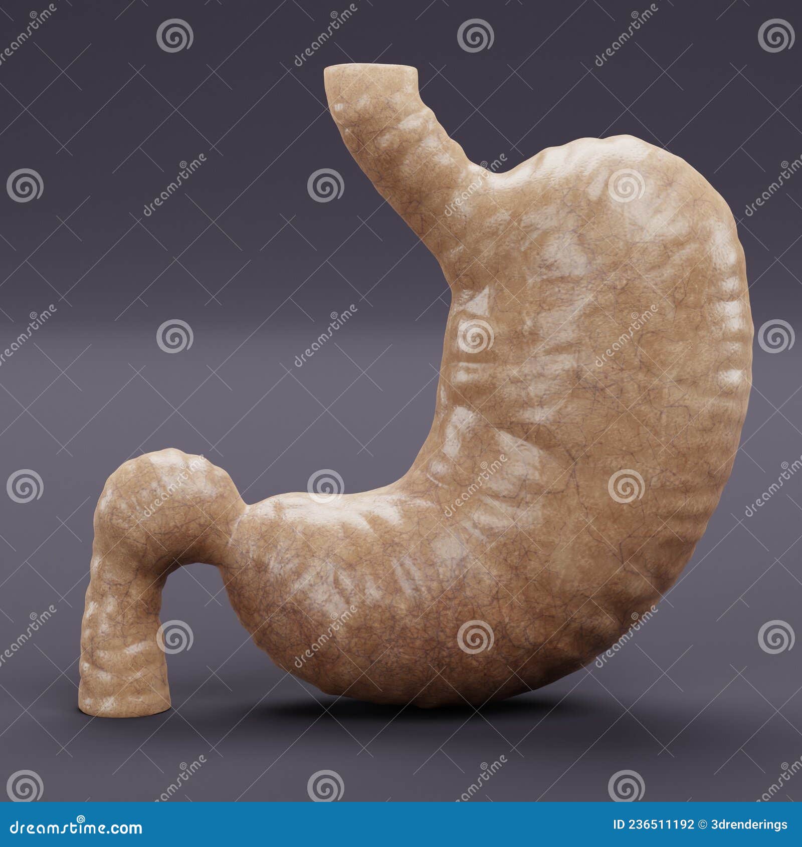 3D Render of Human Stomach stock illustration. Illustration of human ...