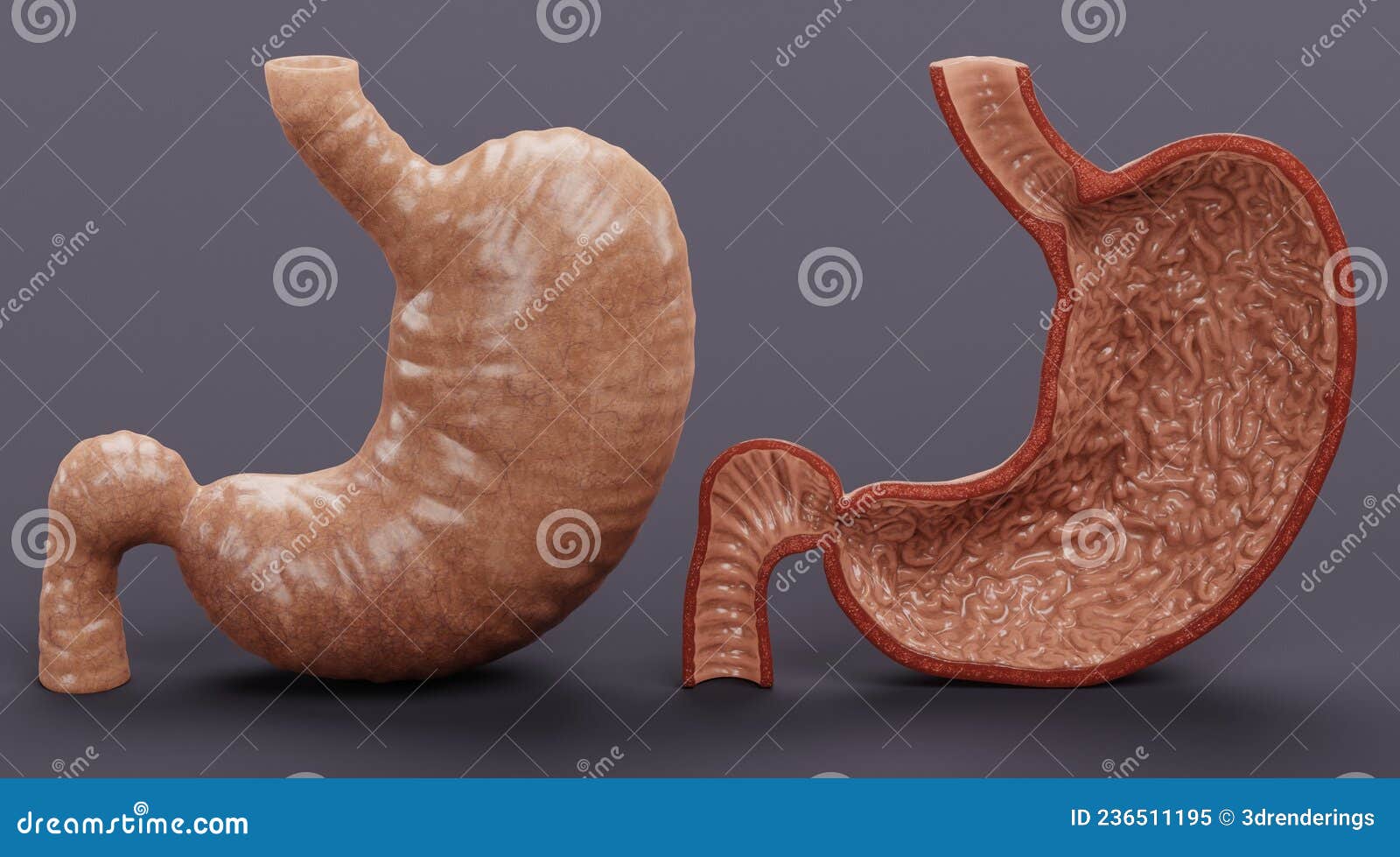 3D Render of Human Stomach stock illustration. Illustration of organ ...