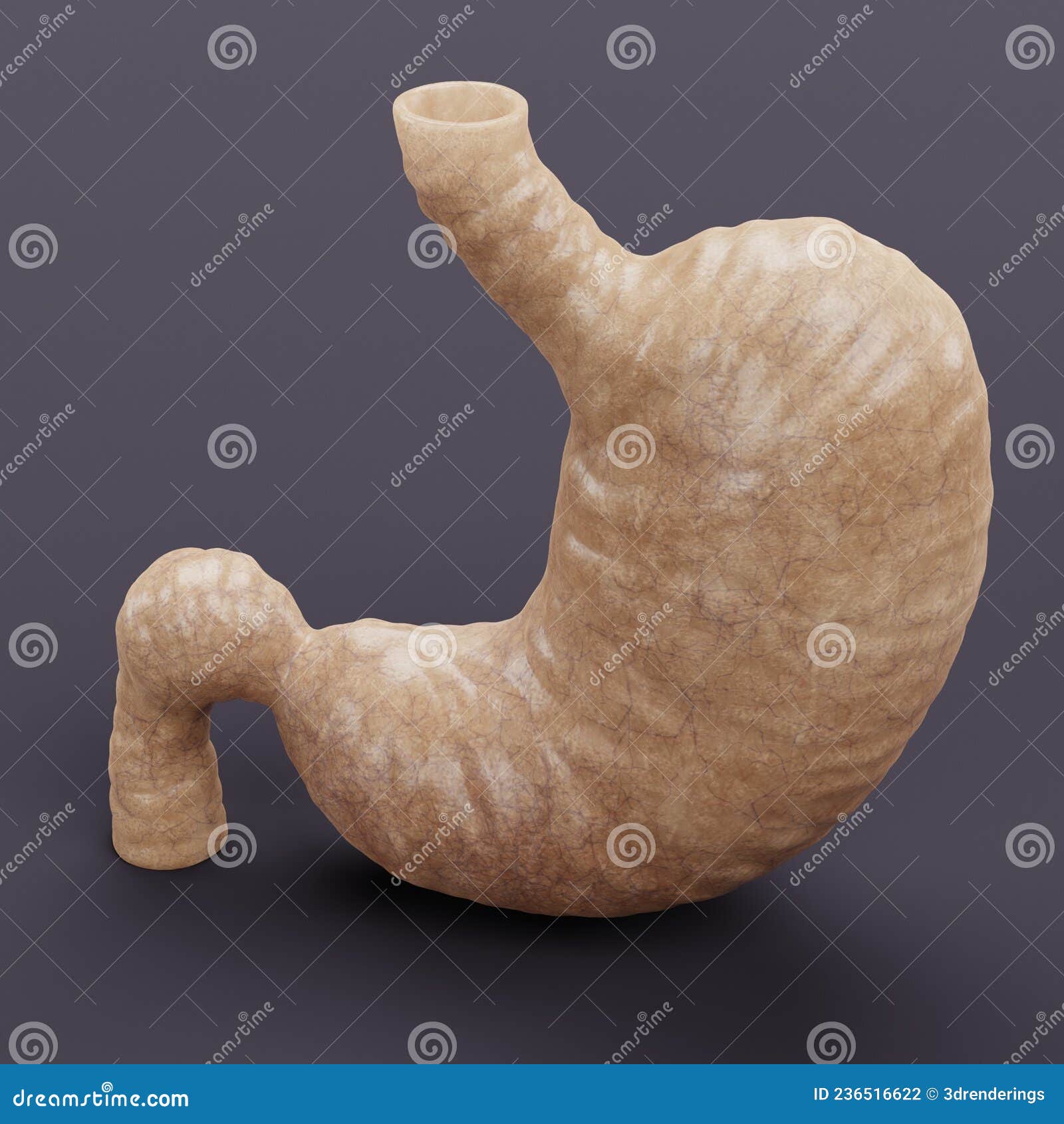 3D Render of Human Stomach stock illustration. Illustration of stomach ...