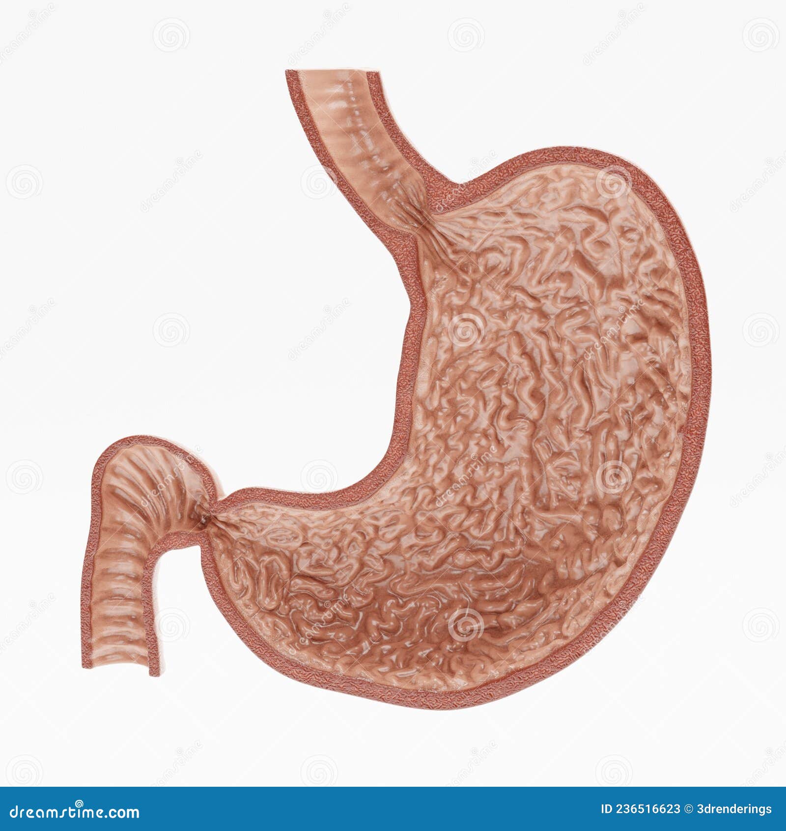 3D Render of Human Stomach stock illustration. Illustration of medical ...