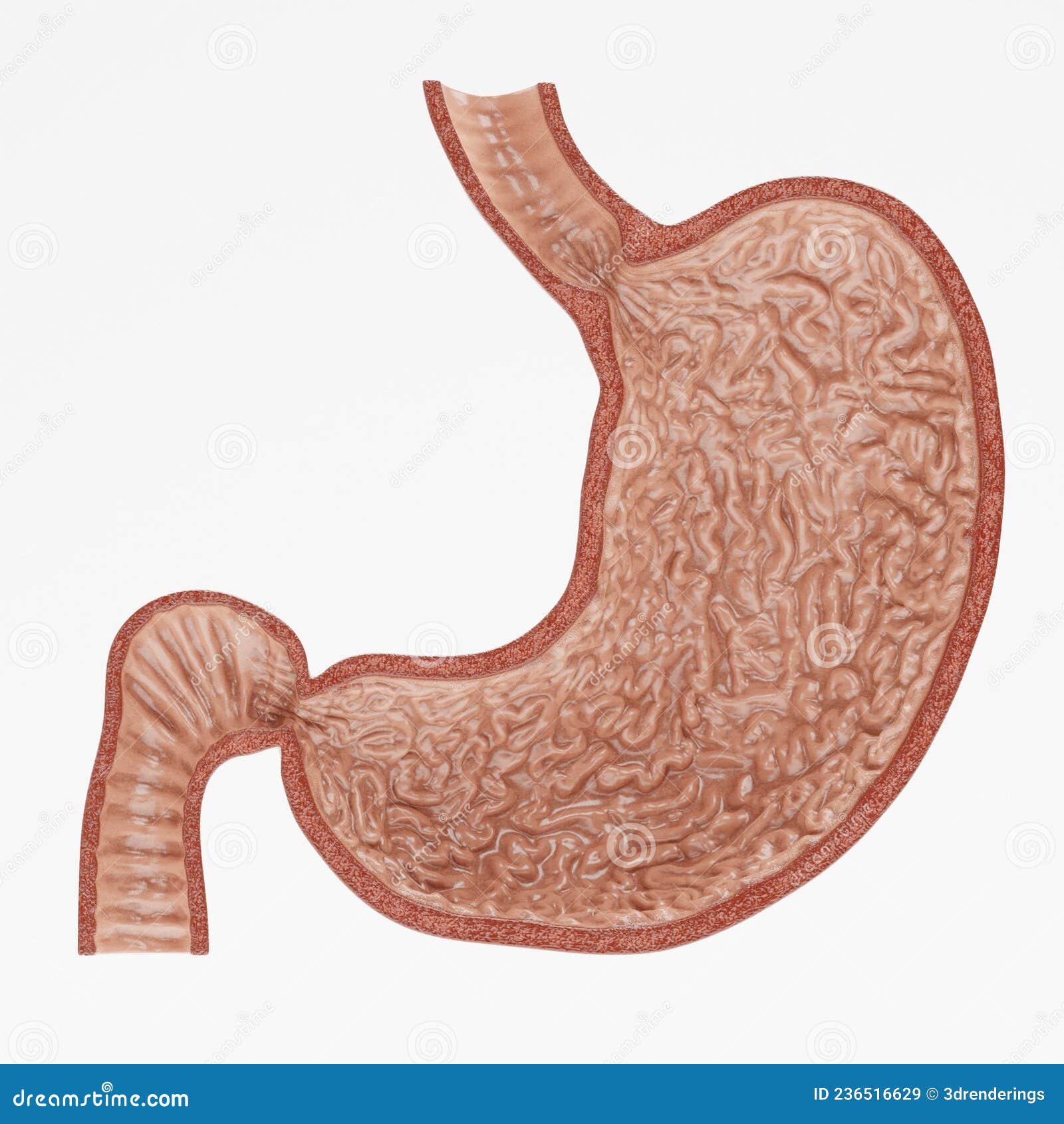 3D Render of Human Stomach stock illustration. Illustration of bowel ...