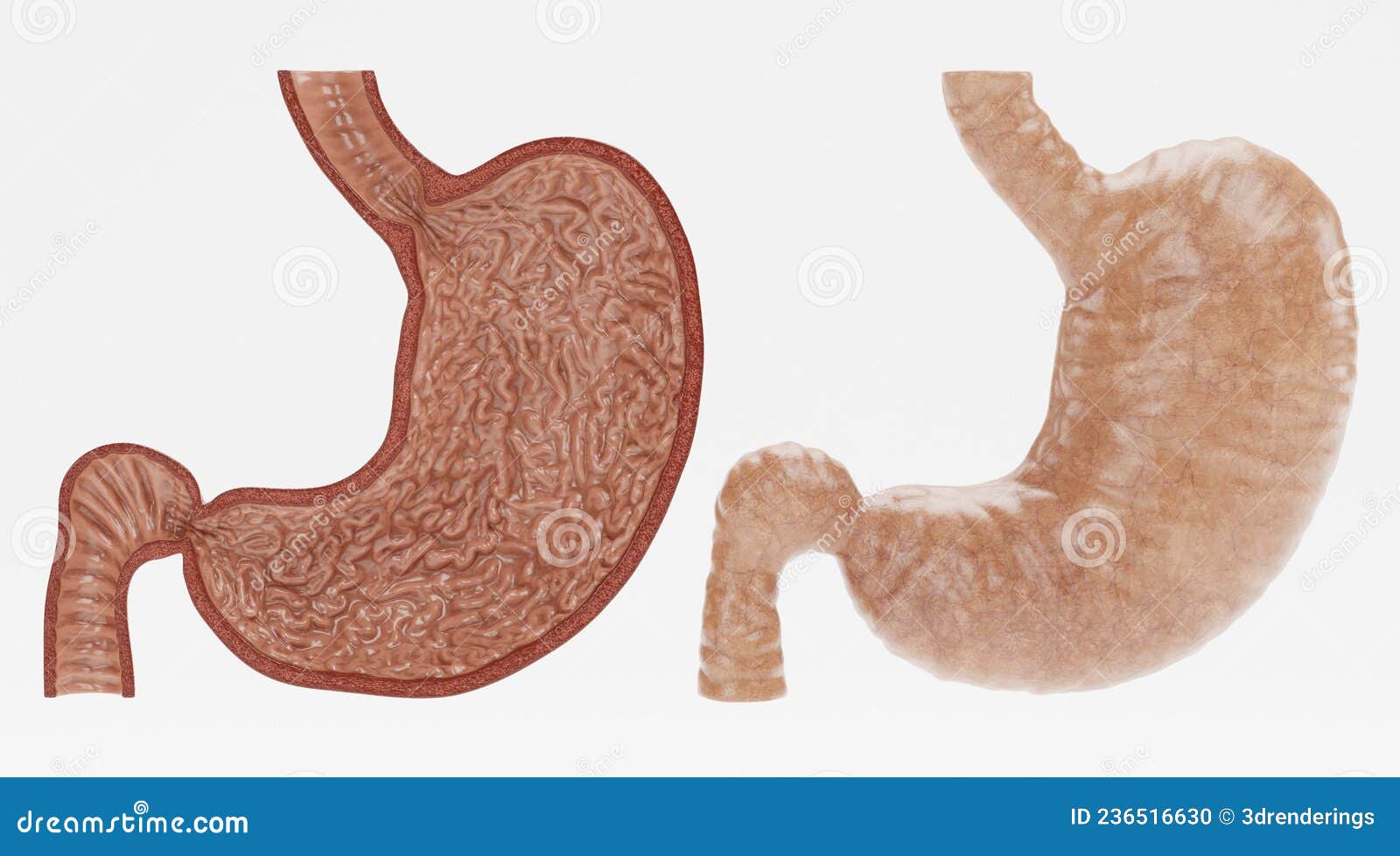 3D Render of Human Stomach stock illustration. Illustration of ...