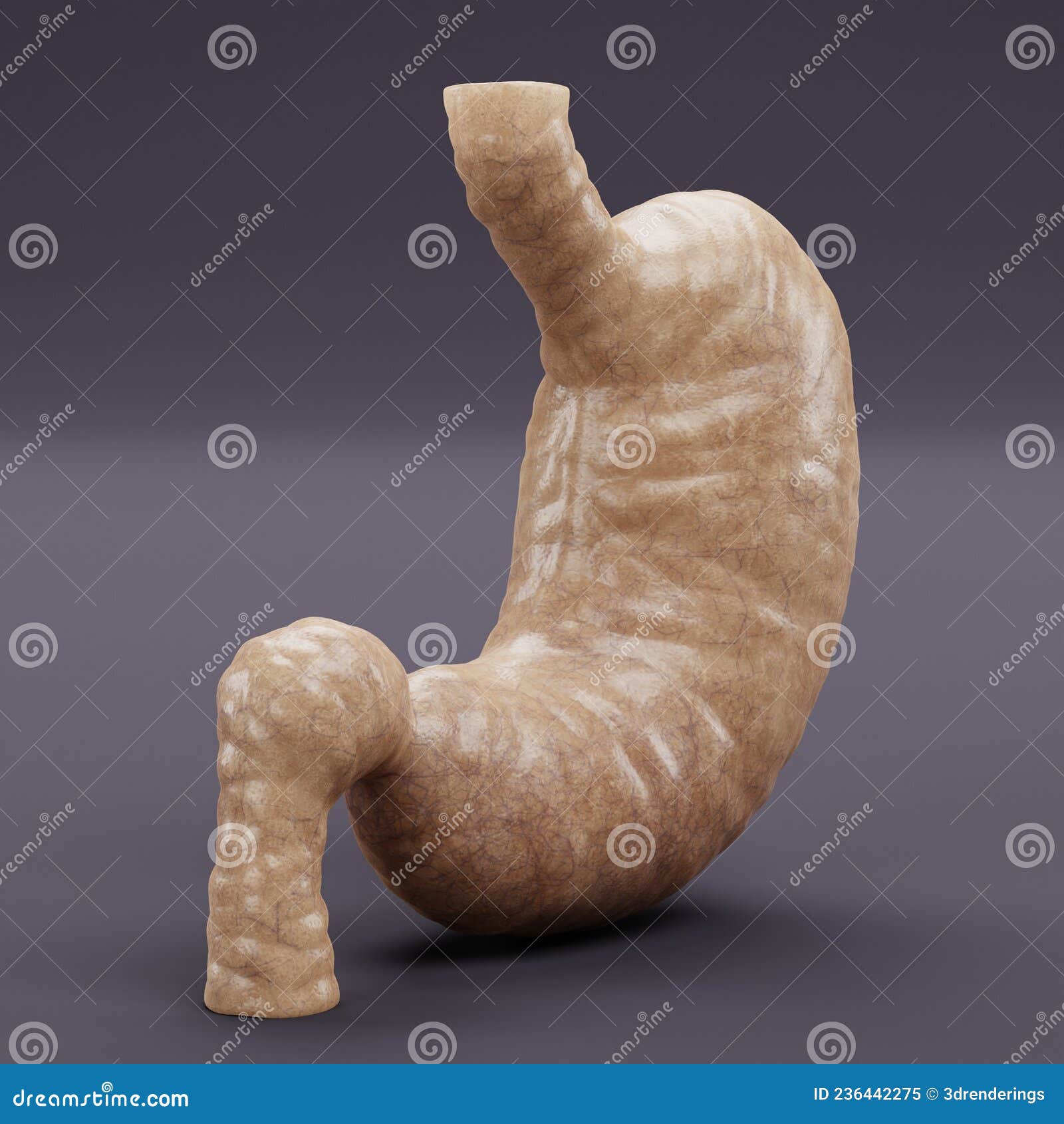 3D Render of Human Stomach stock illustration. Illustration of ...