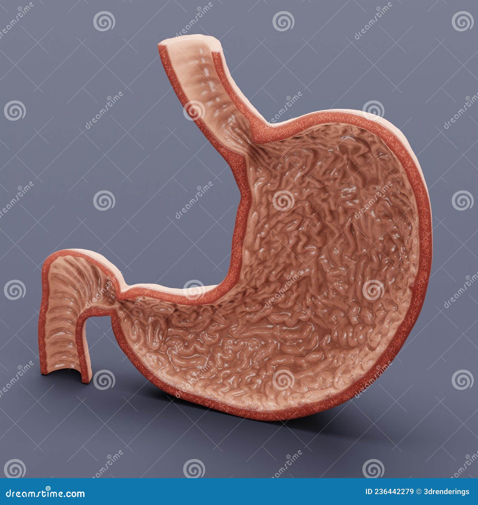 3D Render of Human Stomach stock illustration. Illustration of render ...