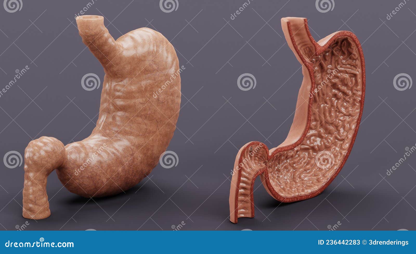 3D Render of Human Stomach stock illustration. Illustration of cross ...