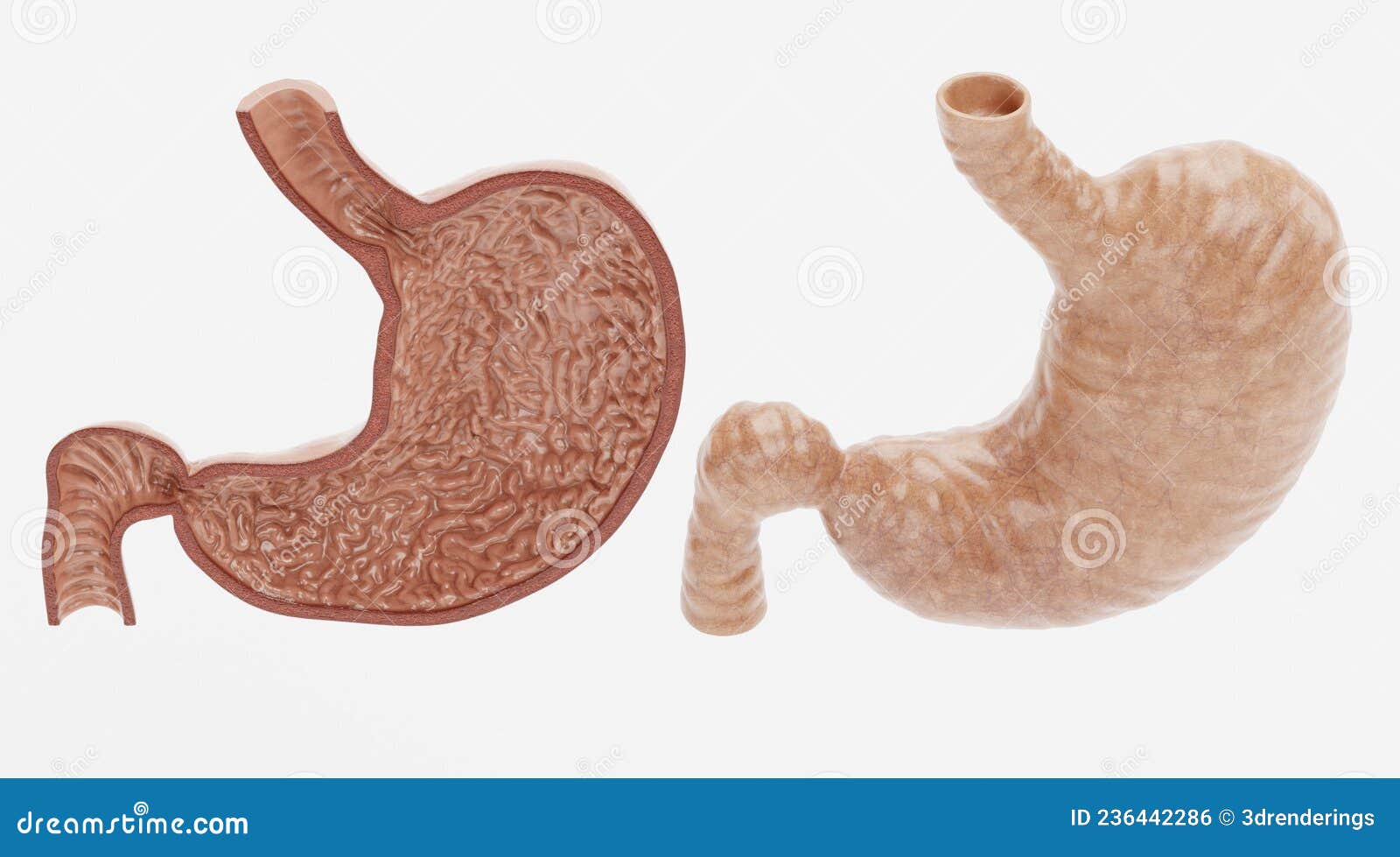 3D Render of Human Stomach stock illustration. Illustration of ...