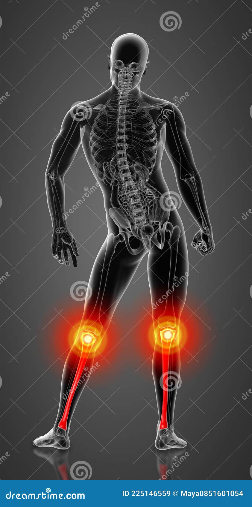 3D Rendering Illustration of Tibia Bone Stock Illustration ...