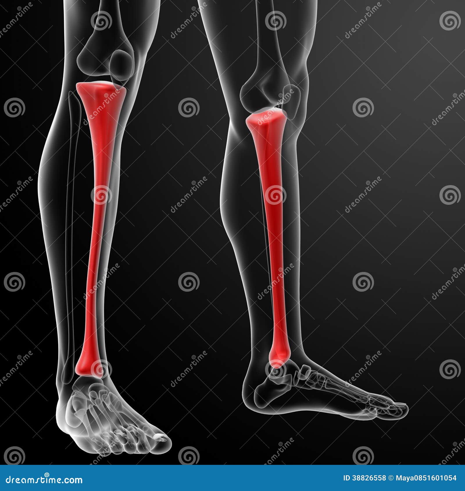 3d render human tibia stock illustration. Illustration of male - 38826558