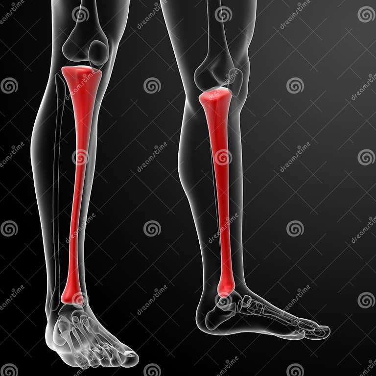 3d render human tibia stock illustration. Illustration of lower - 38826558