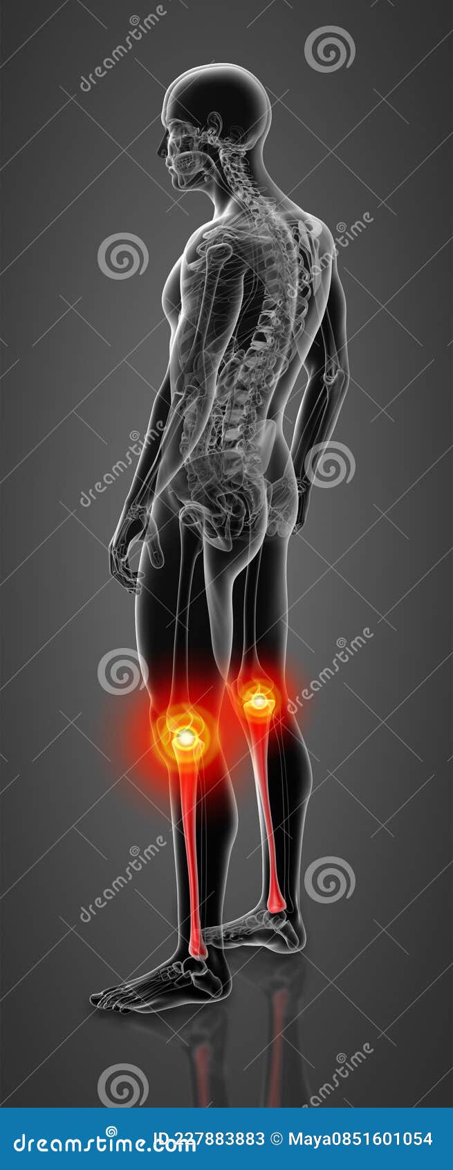 Human Tibia And Fibula Bones: Detailed 3D Medical Illustration Royalty ...