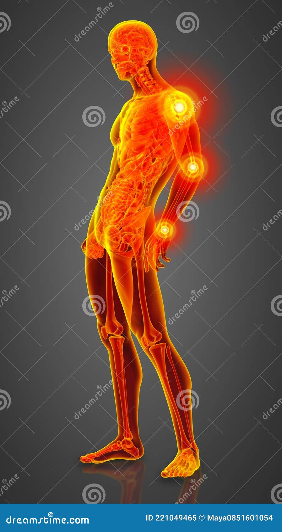 3D Rendering Illustration of Male Anatomy Stock Illustration ...