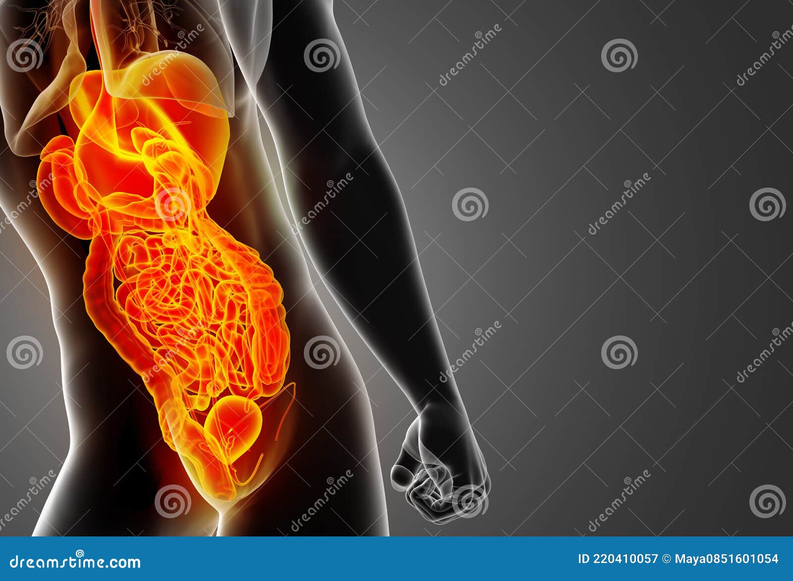 3d Render Illustration of Human Digestive System Stock Illustration ...