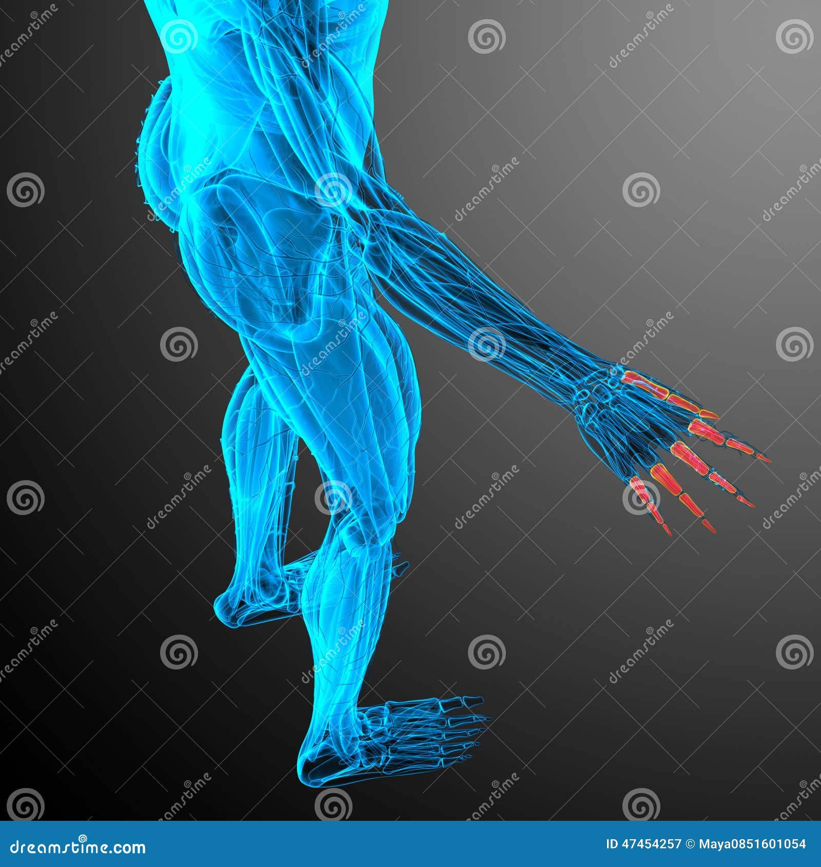 3d Render Illustration of the Human Phalanges Hand Stock Illustration ...