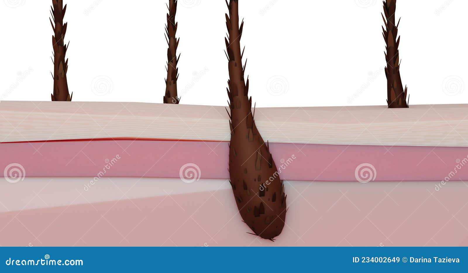 3d Render Illustration Layers of Skin and Split Hair Scales Stock ...