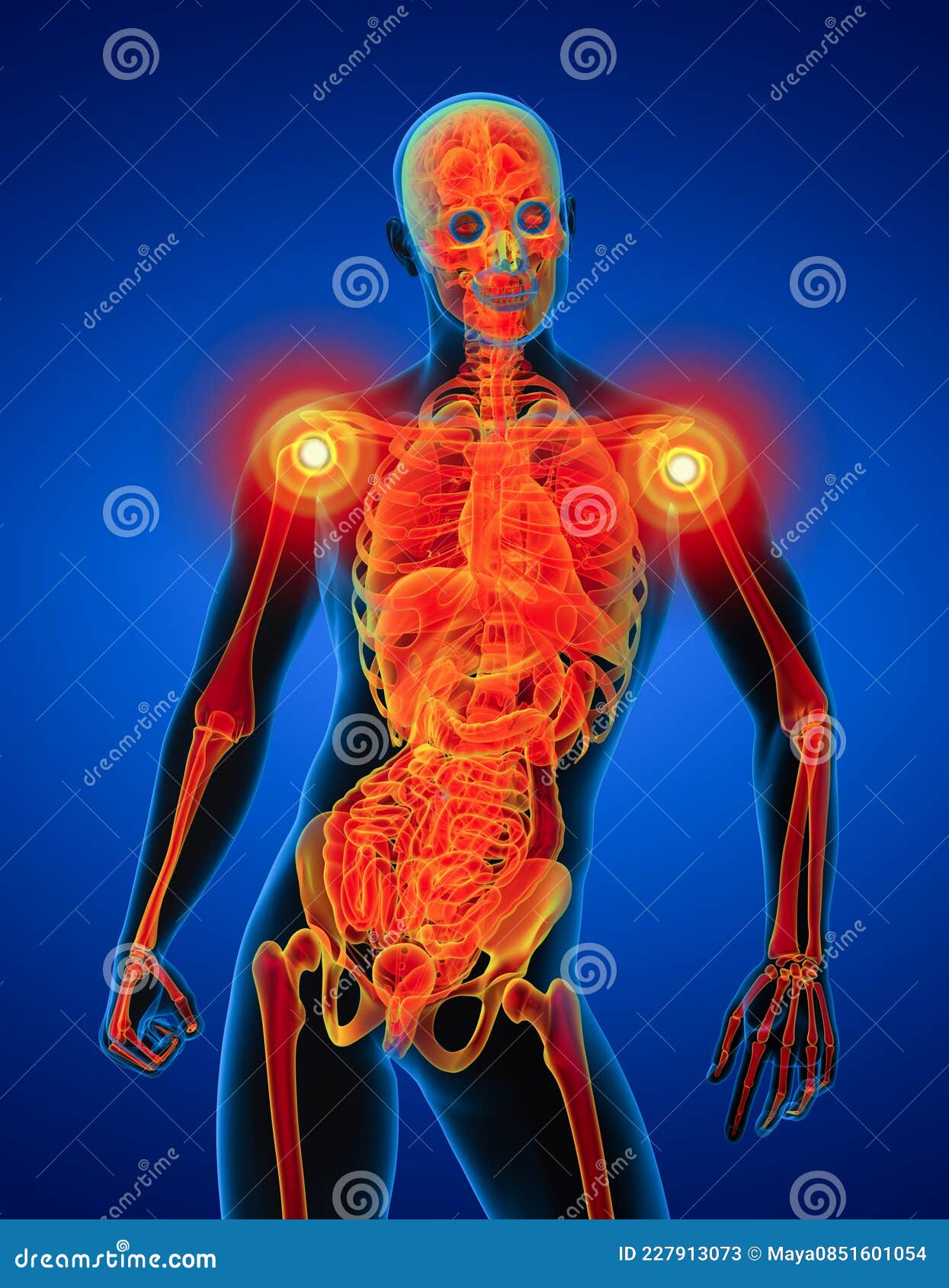 3D Rendering of Male Anatomy Stock Illustration - Illustration of ...