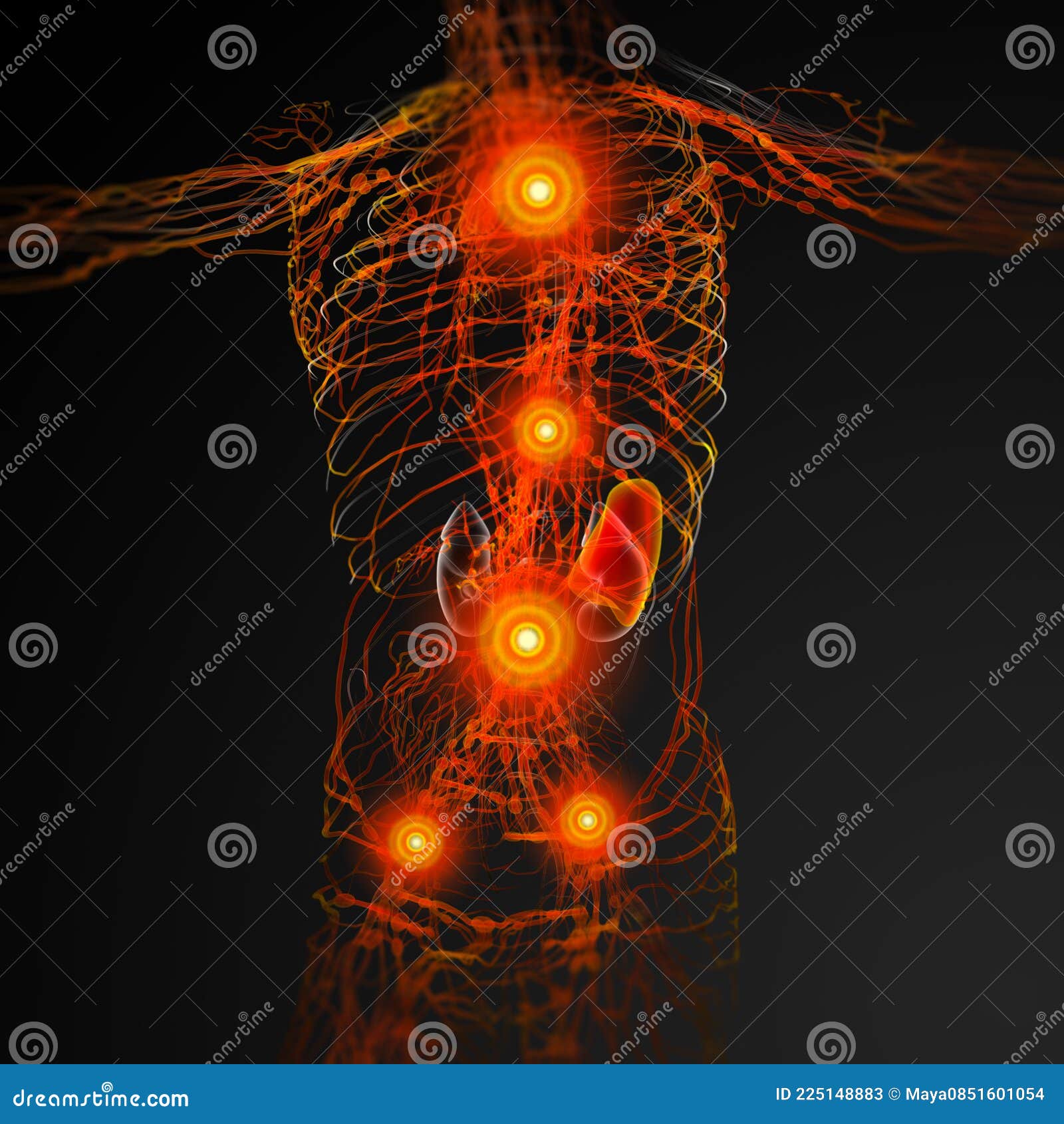 3D Rendering Illustration of Lymphatic System Stock Illustration ...