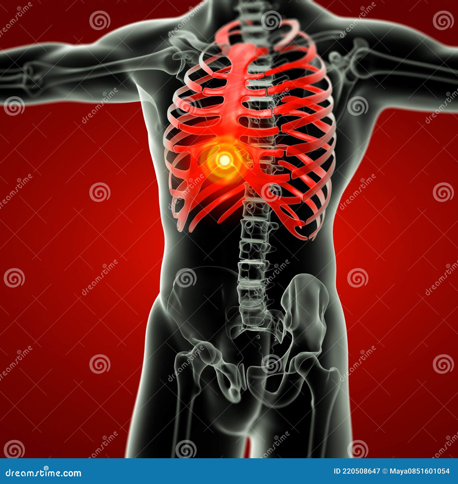 3d Render Illustration of the Male Rib Cage Stock Illustration ...