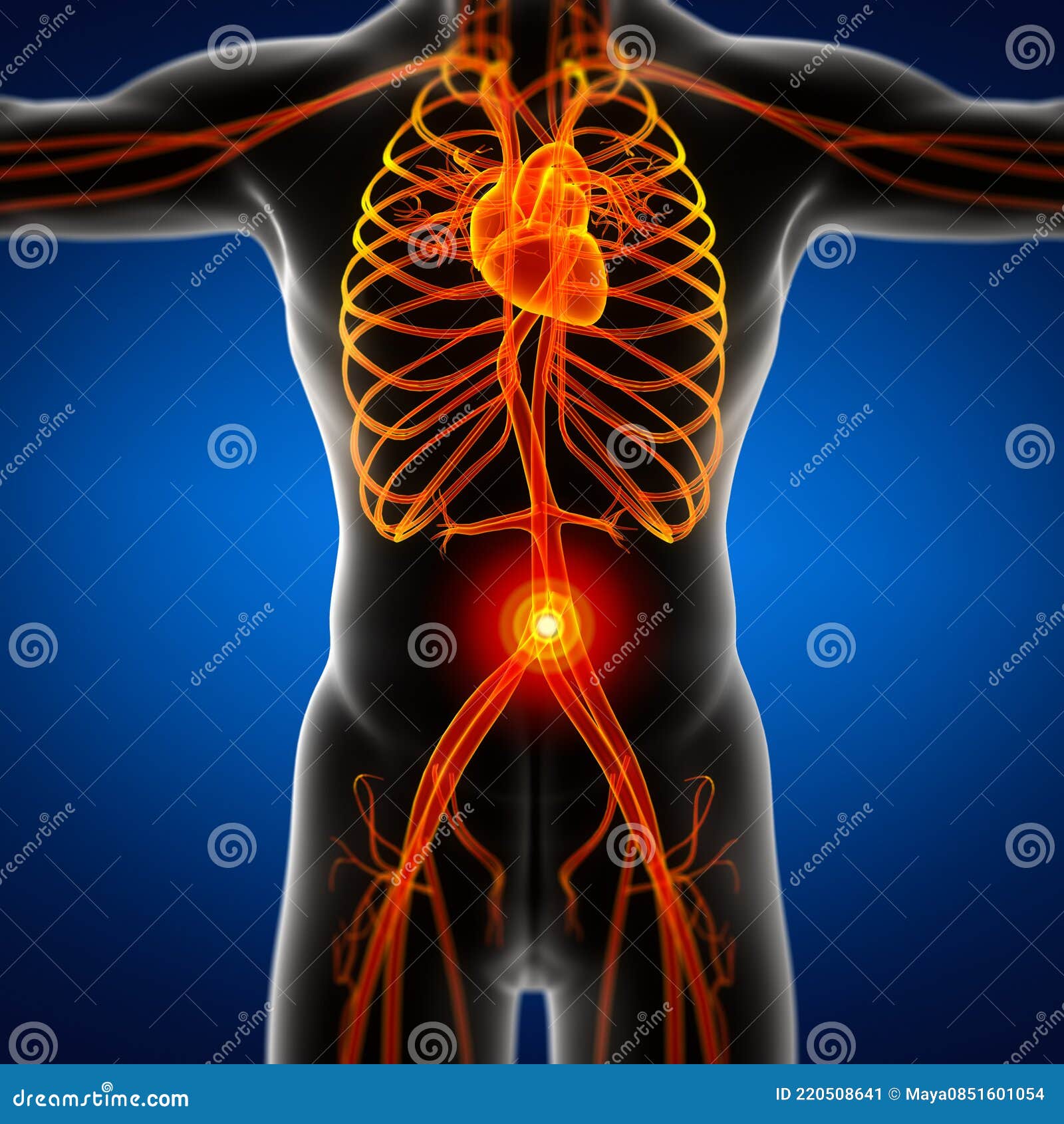 3d Render Illustration of the Male Vascular System Stock Illustration ...