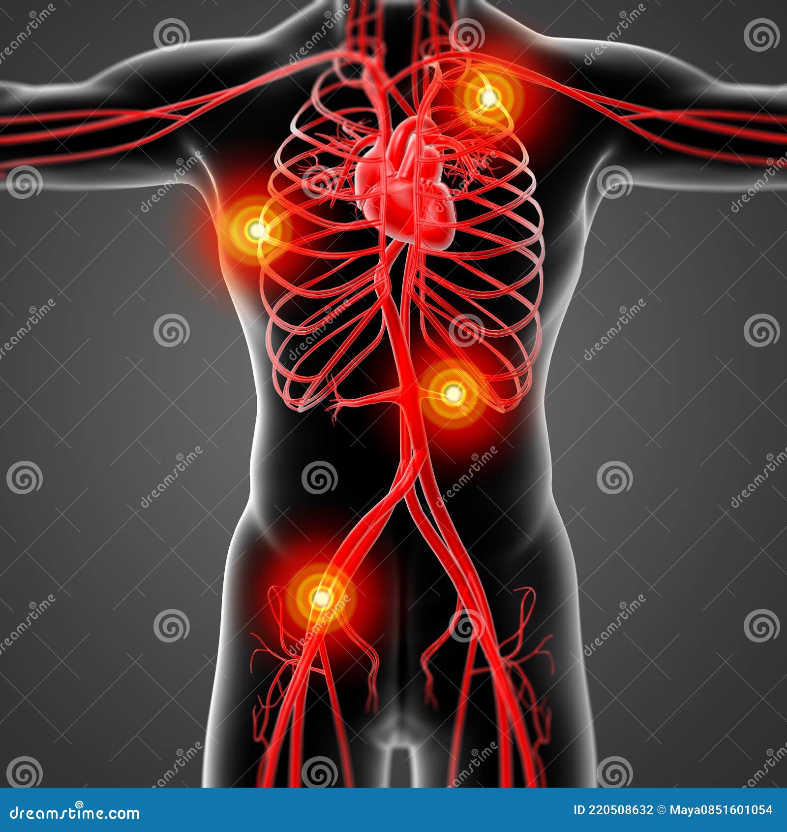 3d Render Illustration of the Male Vascular System Stock Illustration ...