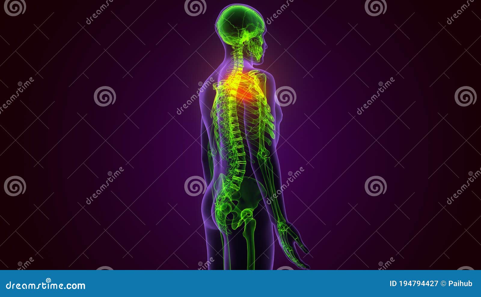 3d Render Illustration Scapula Bone Stock Illustration - Illustration ...