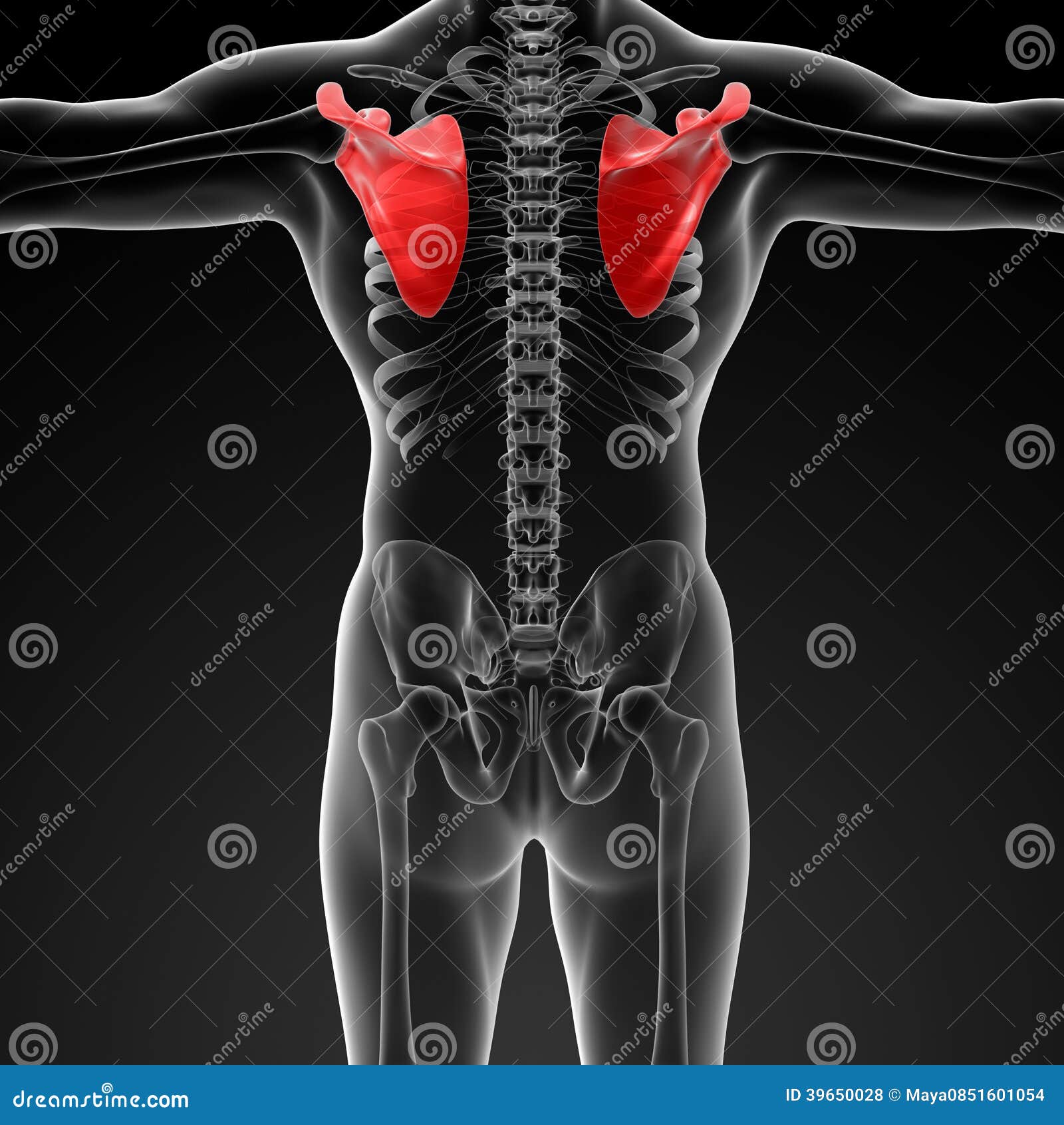 3d Render Illustration Scapula Bone Stock Illustration - Illustration ...