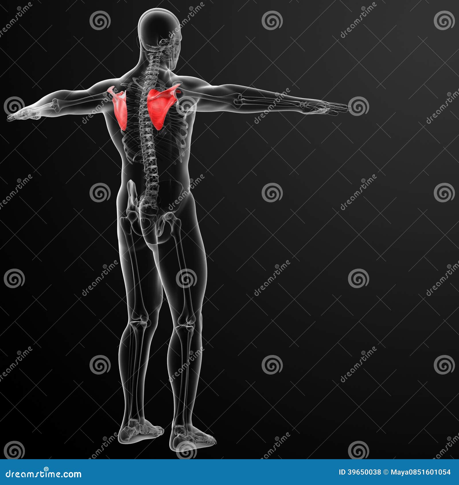 Scapula Cartoons, Illustrations & Vector Stock Images - 4272 Pictures ...