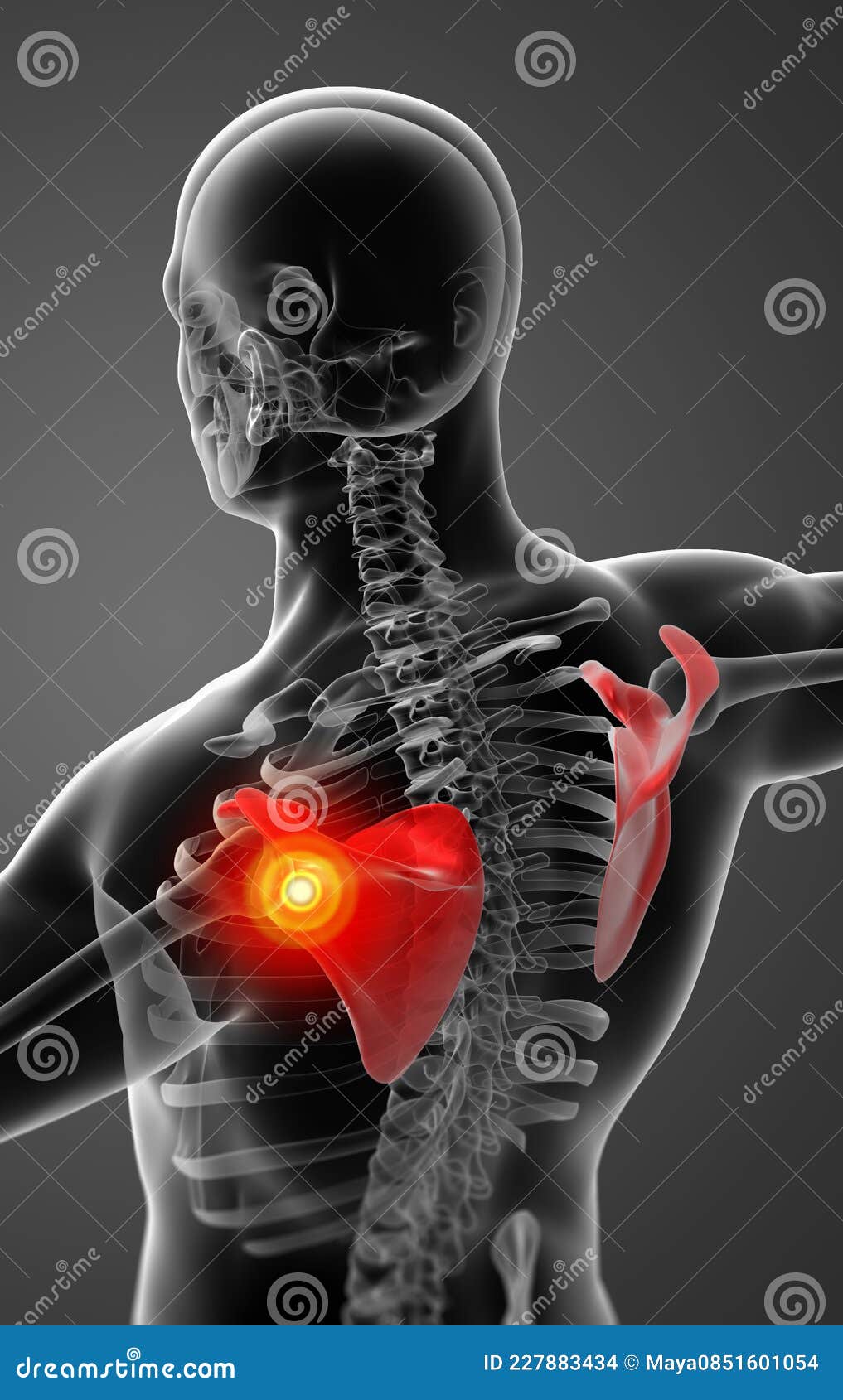 3d Render Illustration Scapula Bone Stock Illustration - Illustration ...