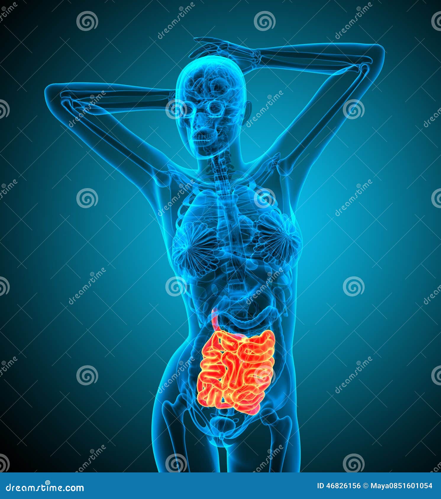 3d Render Illustration of the Small Intestine Stock Illustration ...