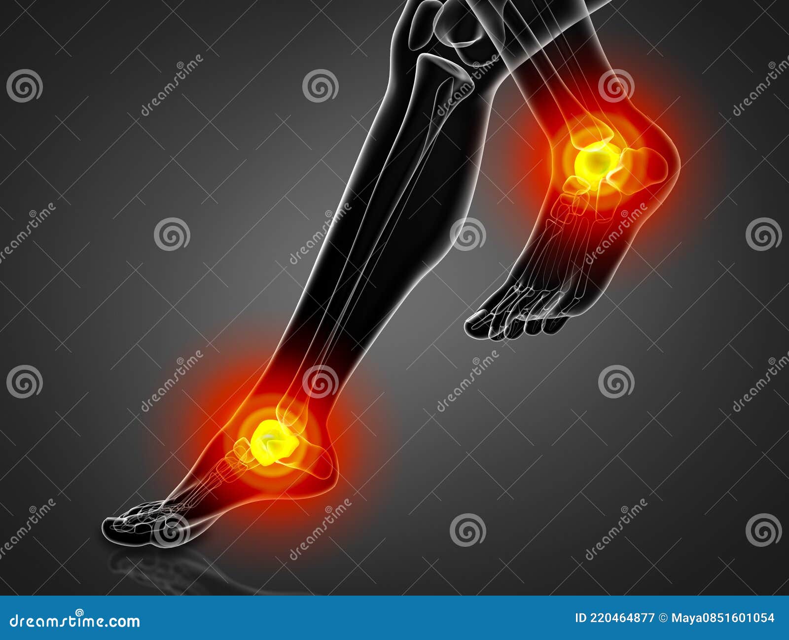 Talus Bone, 3D Model Stock Image | CartoonDealer.com #95584333